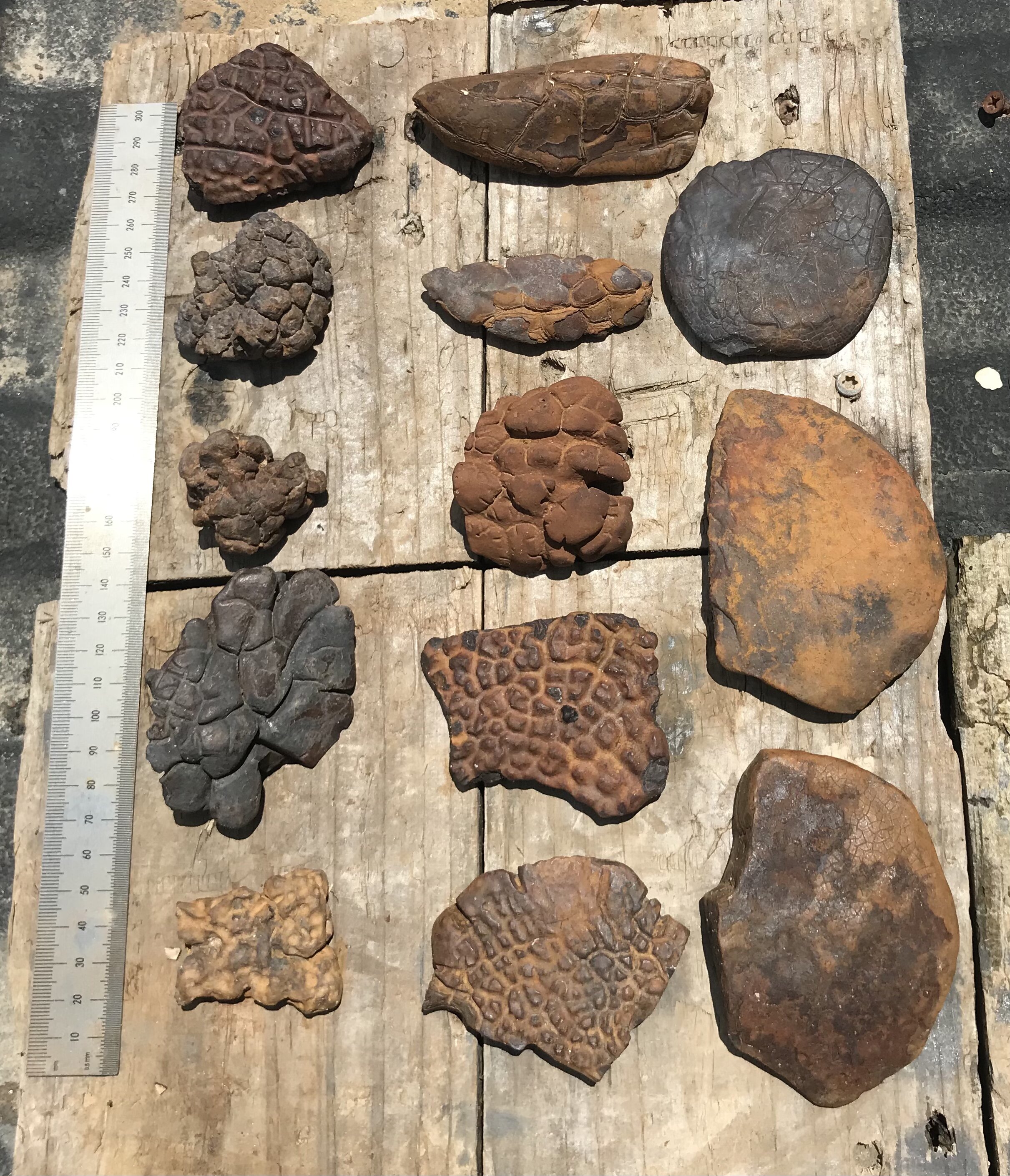 coprolites? - Fossil ID - The Fossil Forum