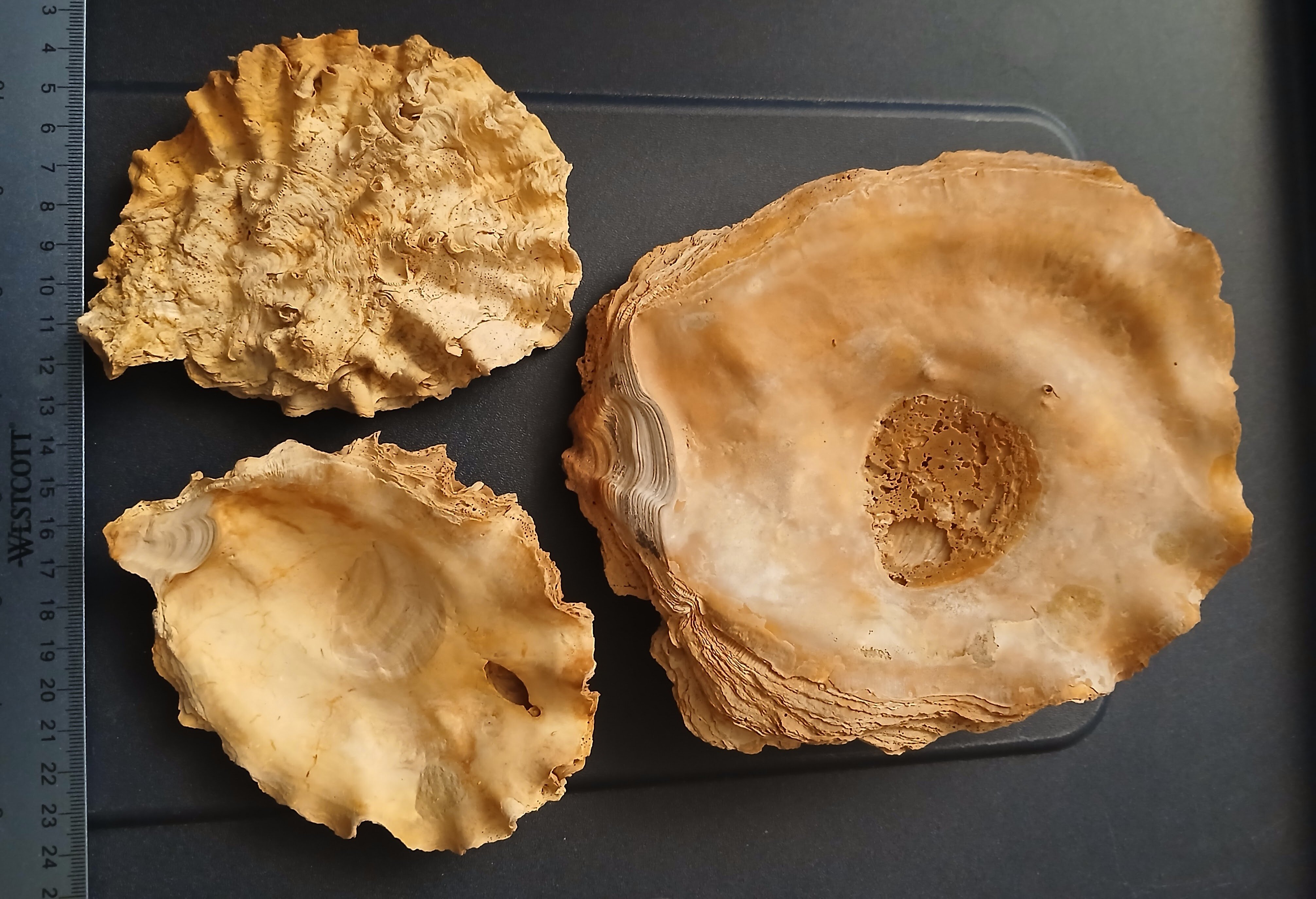 Large matrix pieces with calcite, fossil shells. - Fossil Hunting Trips ...