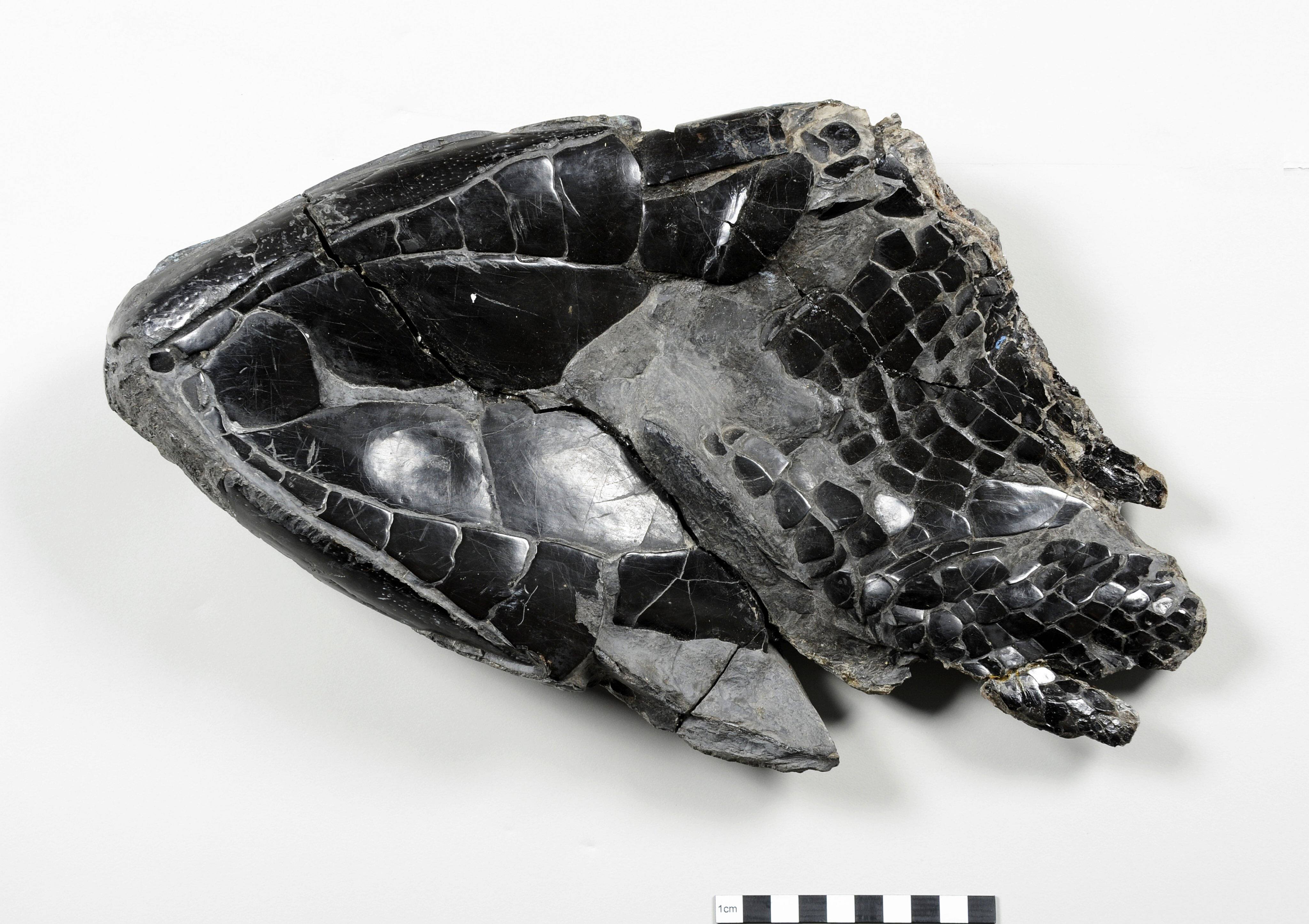 Catskill Formation 2024 - Fossil Hunting Trips - The Fossil Forum