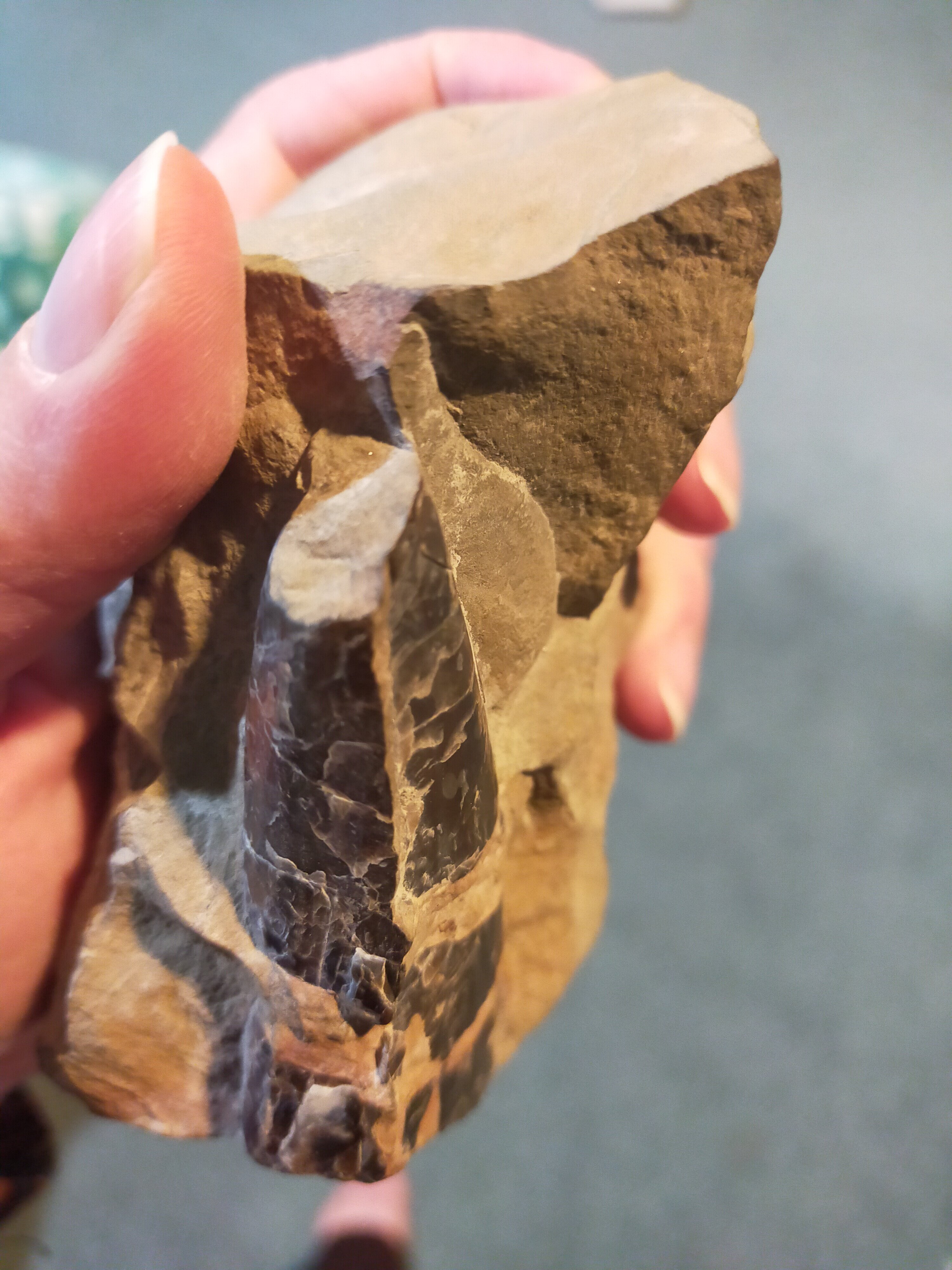 New Zealand marine fossil - Fossil ID - The Fossil Forum