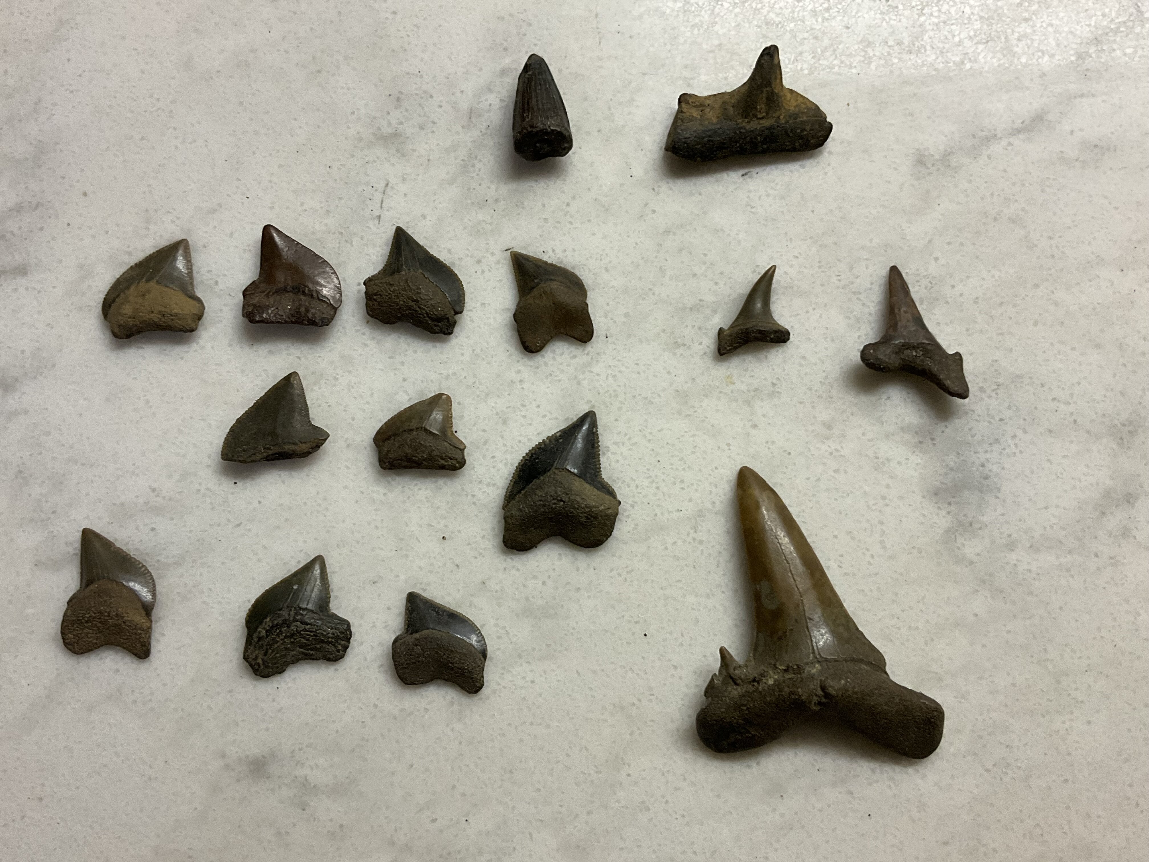 Recent Forays in New Jersey (Upper Cretyaceous and Paleocene) - Fossil ...