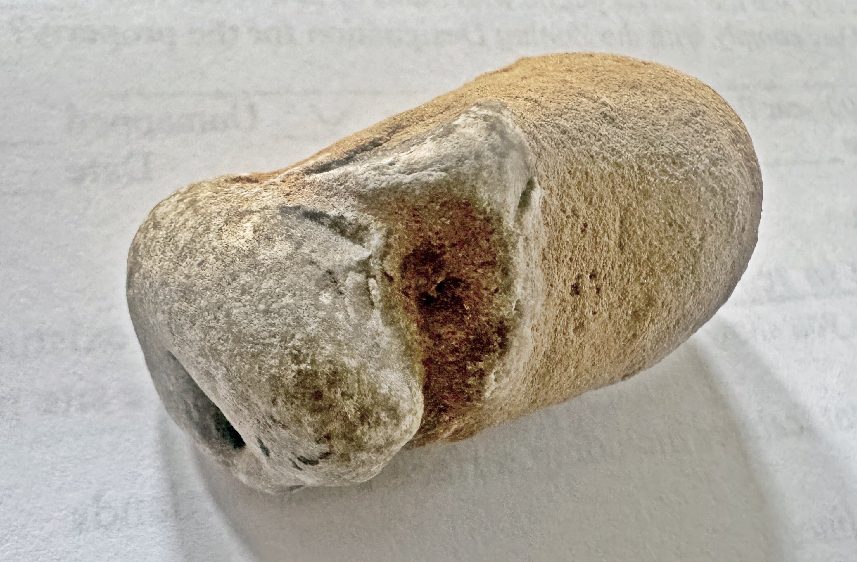 Coprolite ??? - Fossil ID - The Fossil Forum
