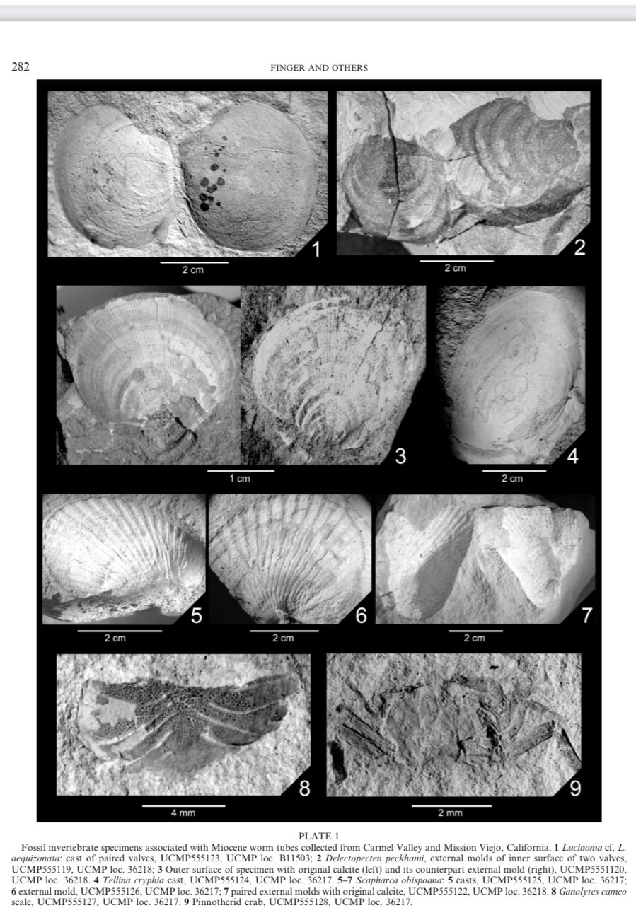Carmel valley shell id - Fossil ID - The Fossil Forum