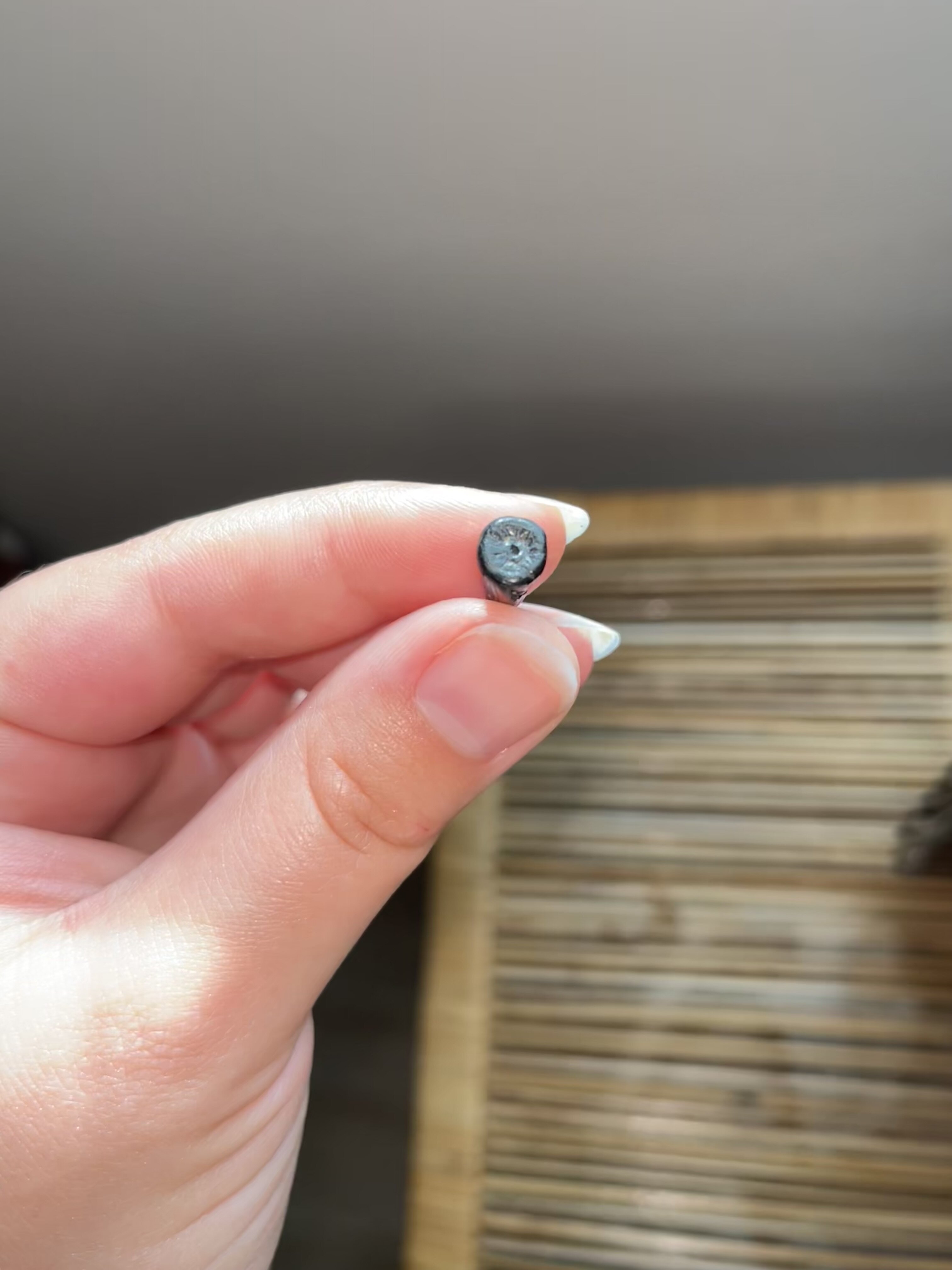 Alligator tooth? - Fossil ID - The Fossil Forum
