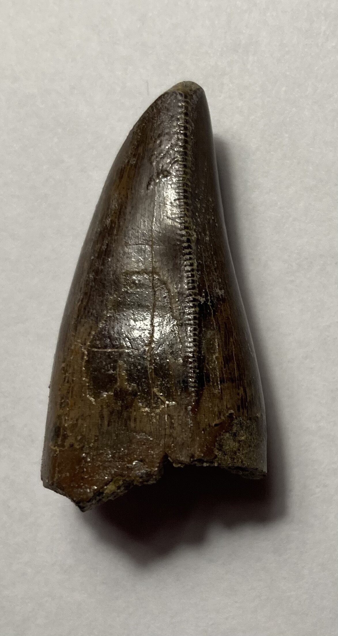 T. rex tooth 4 - Member Collections - The Fossil Forum