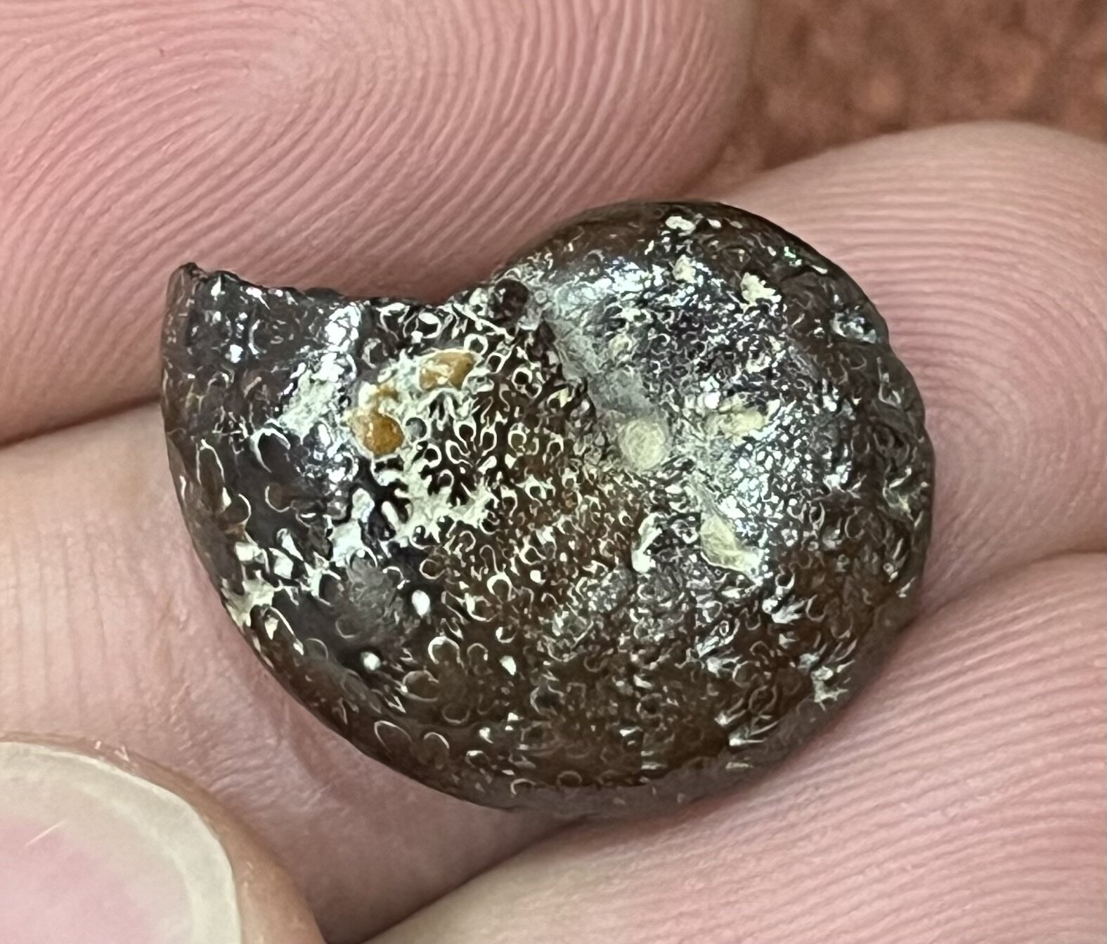 Moroccan ammonite species id - Fossil ID - The Fossil Forum