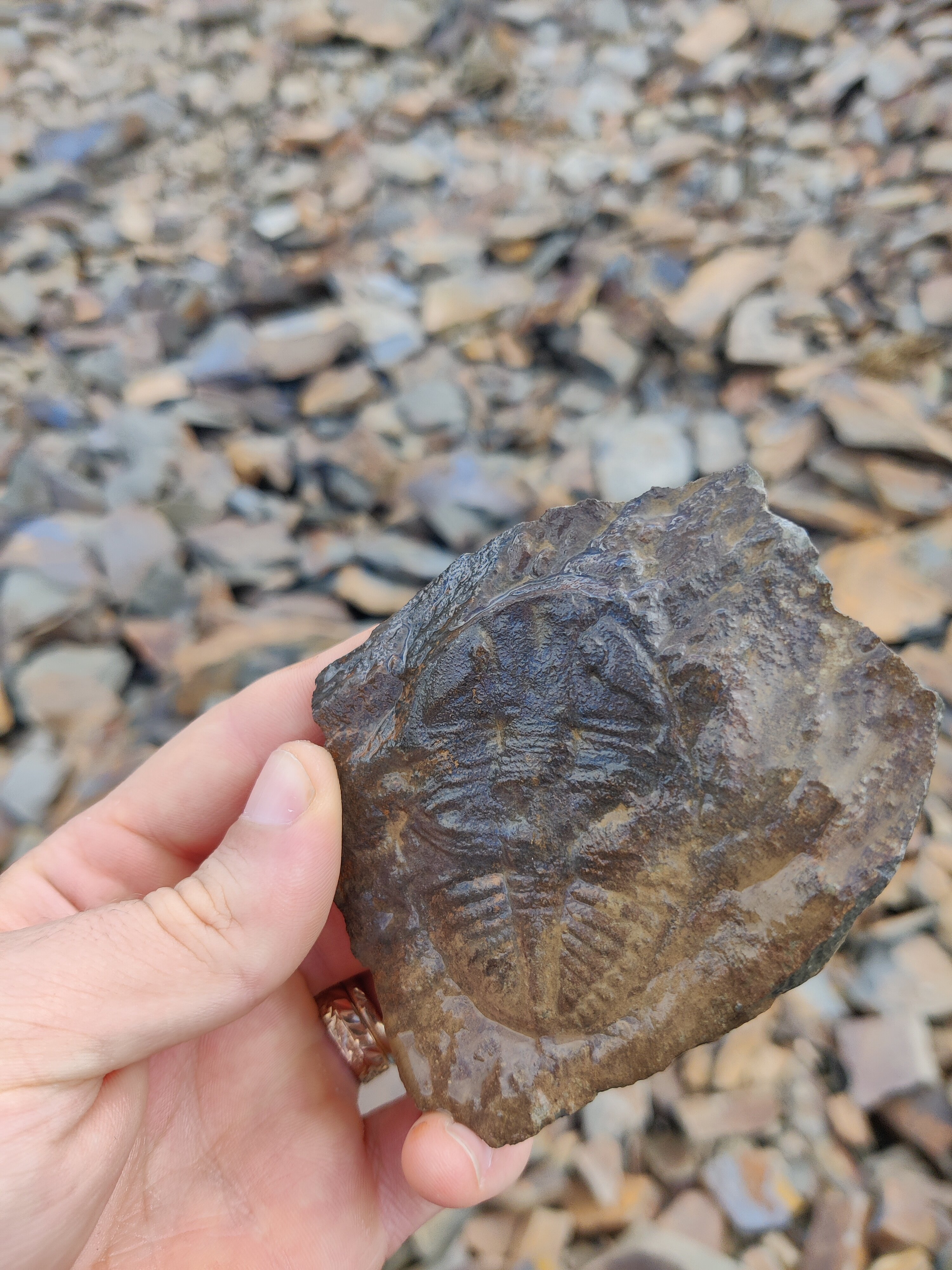 Applying B52 Paraloid to Welsh Trilobites - Fossil Preparation - The ...