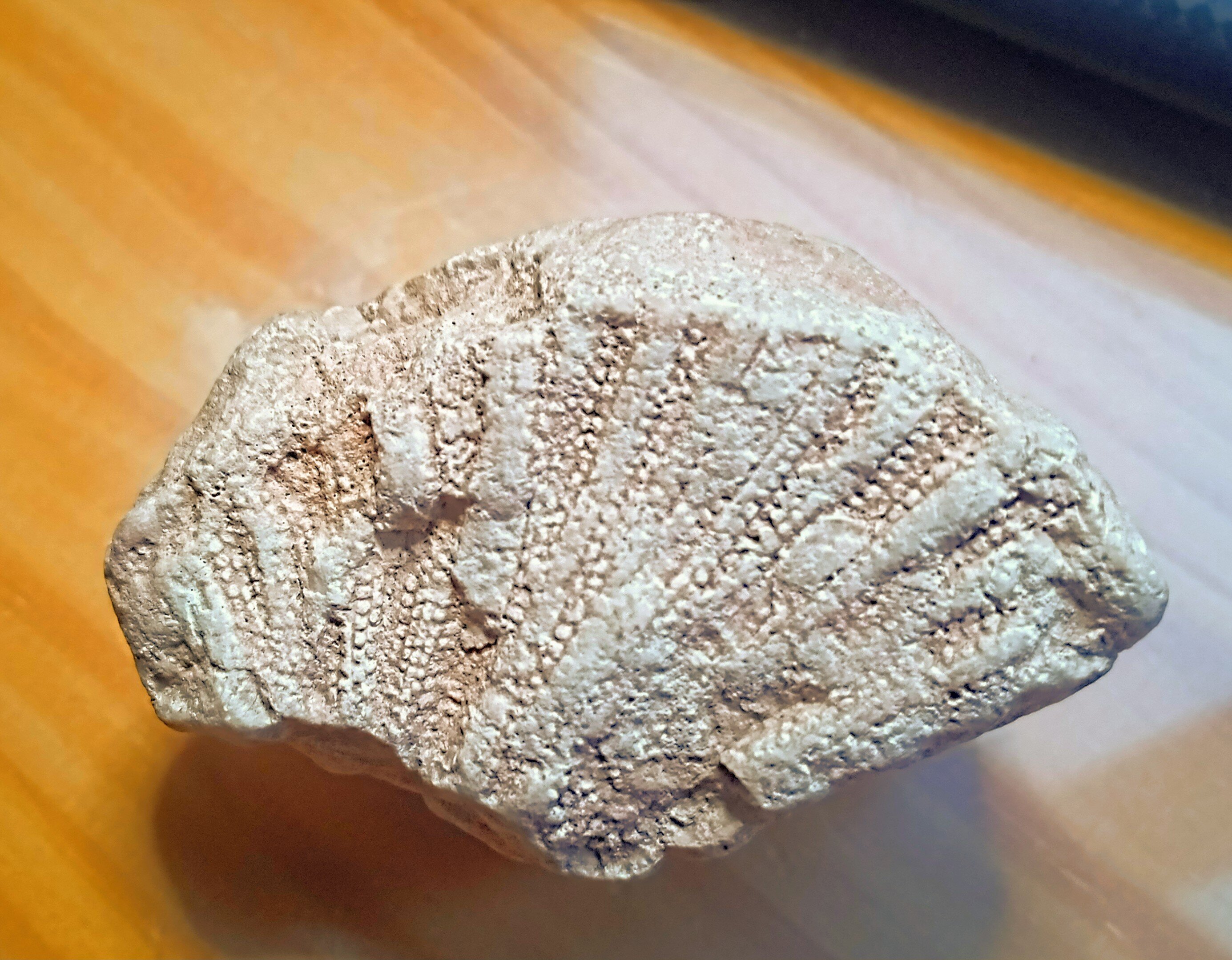 I've never known what fossil is this, any idea? - Fossil ID - The ...