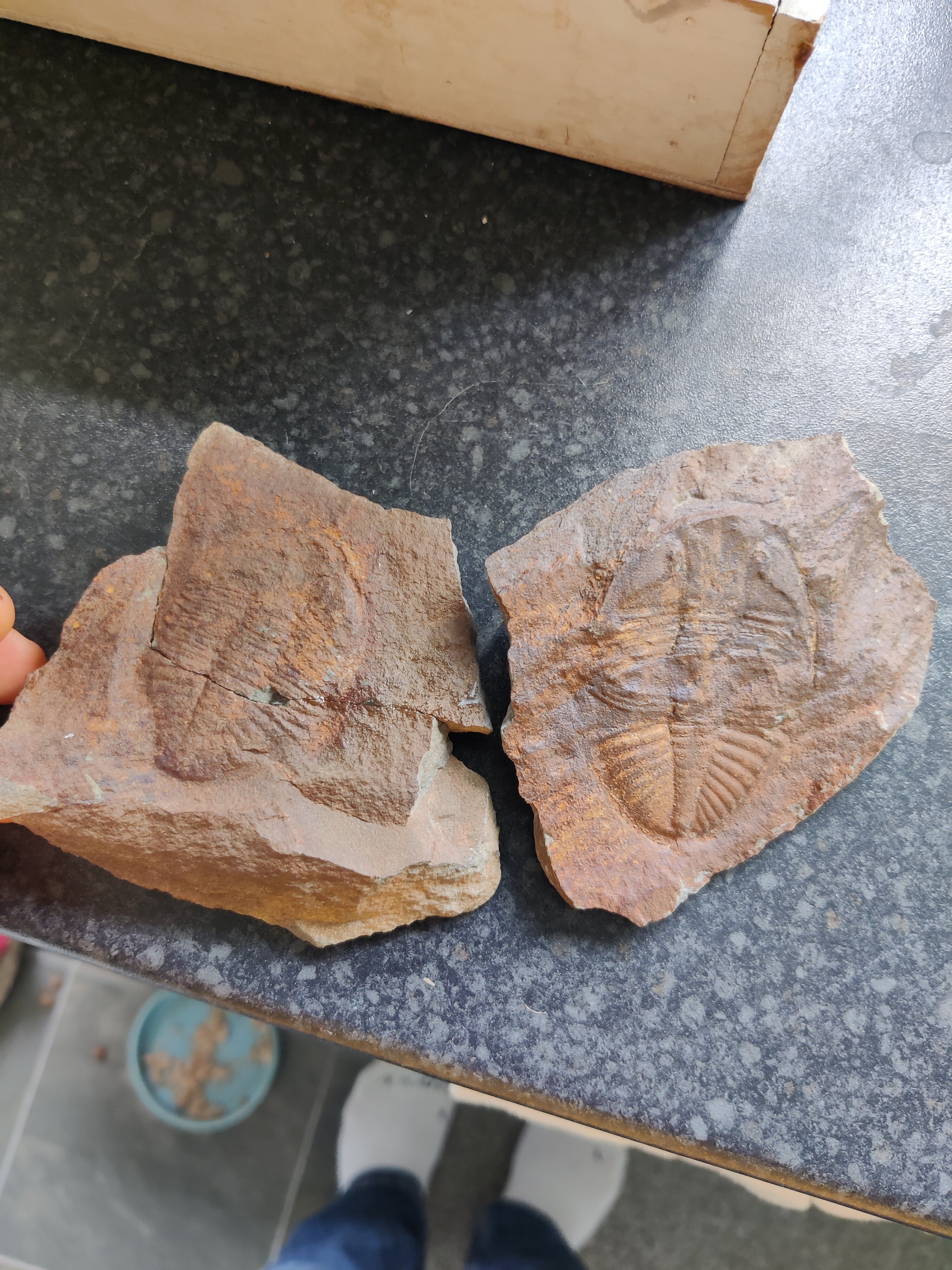 Applying B52 Paraloid to Welsh Trilobites - Fossil Preparation - The ...