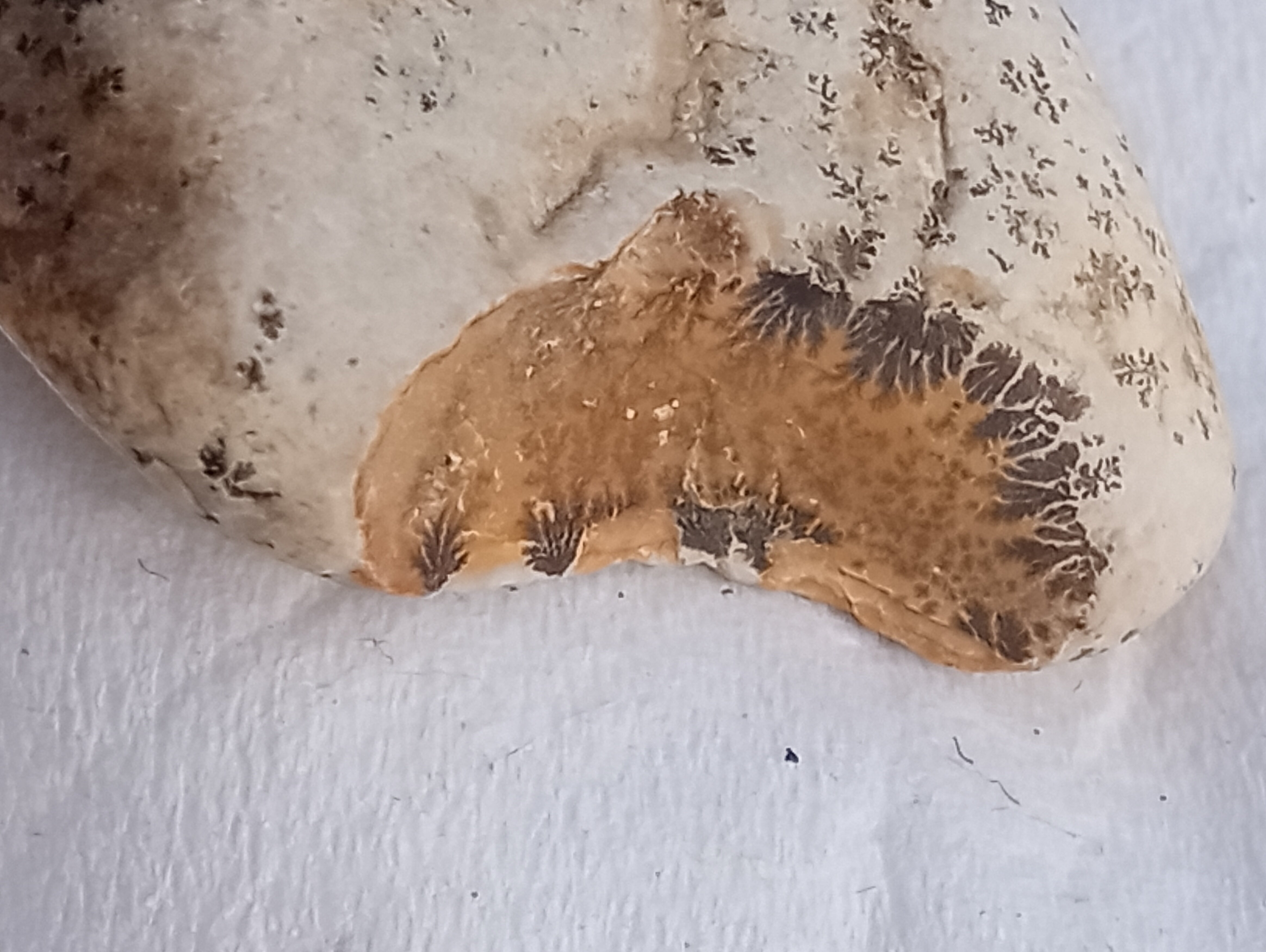 Fungus? - Fossil ID - The Fossil Forum