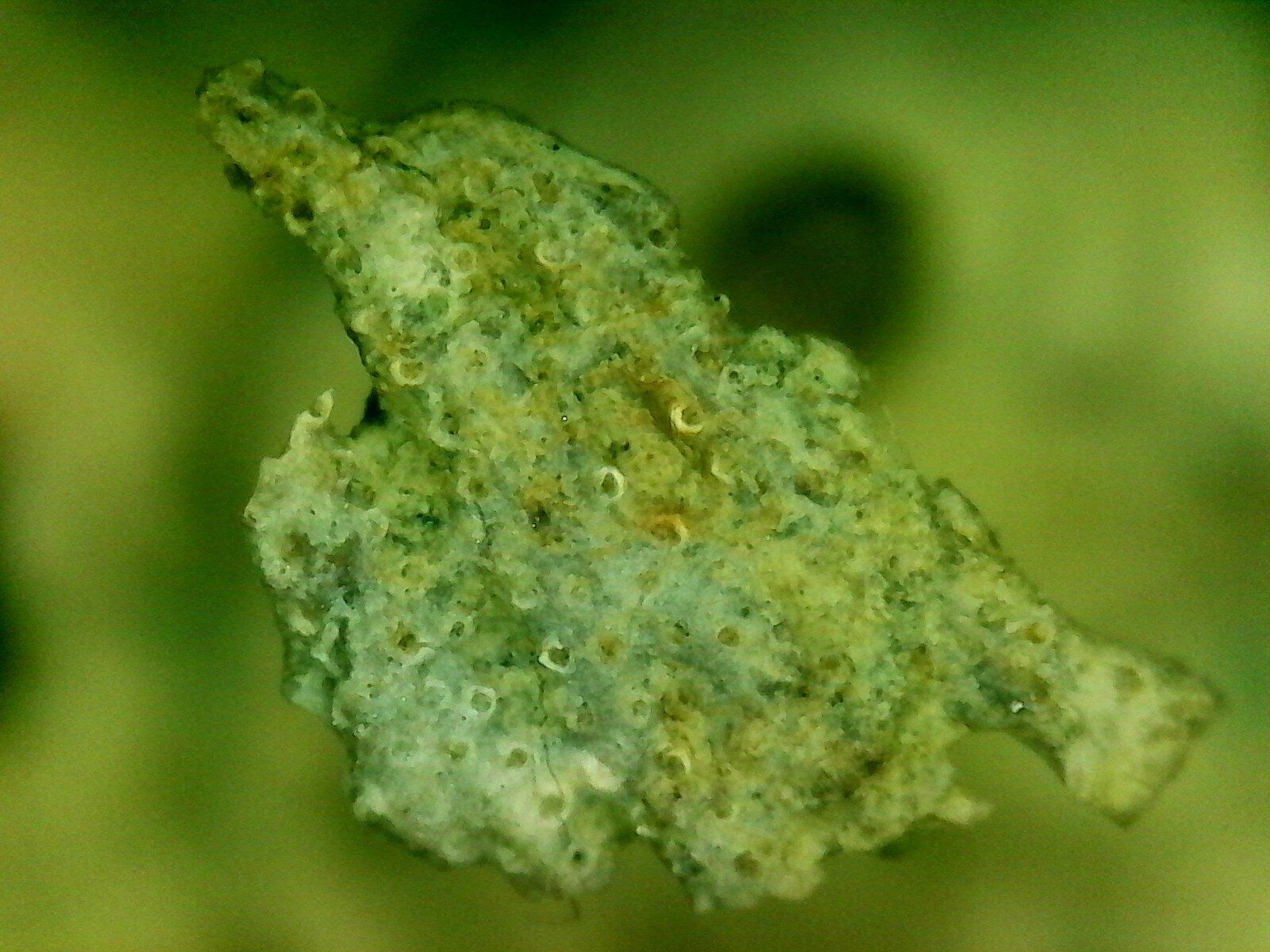 Bryzoan pop-sickle - Fossil ID - The Fossil Forum