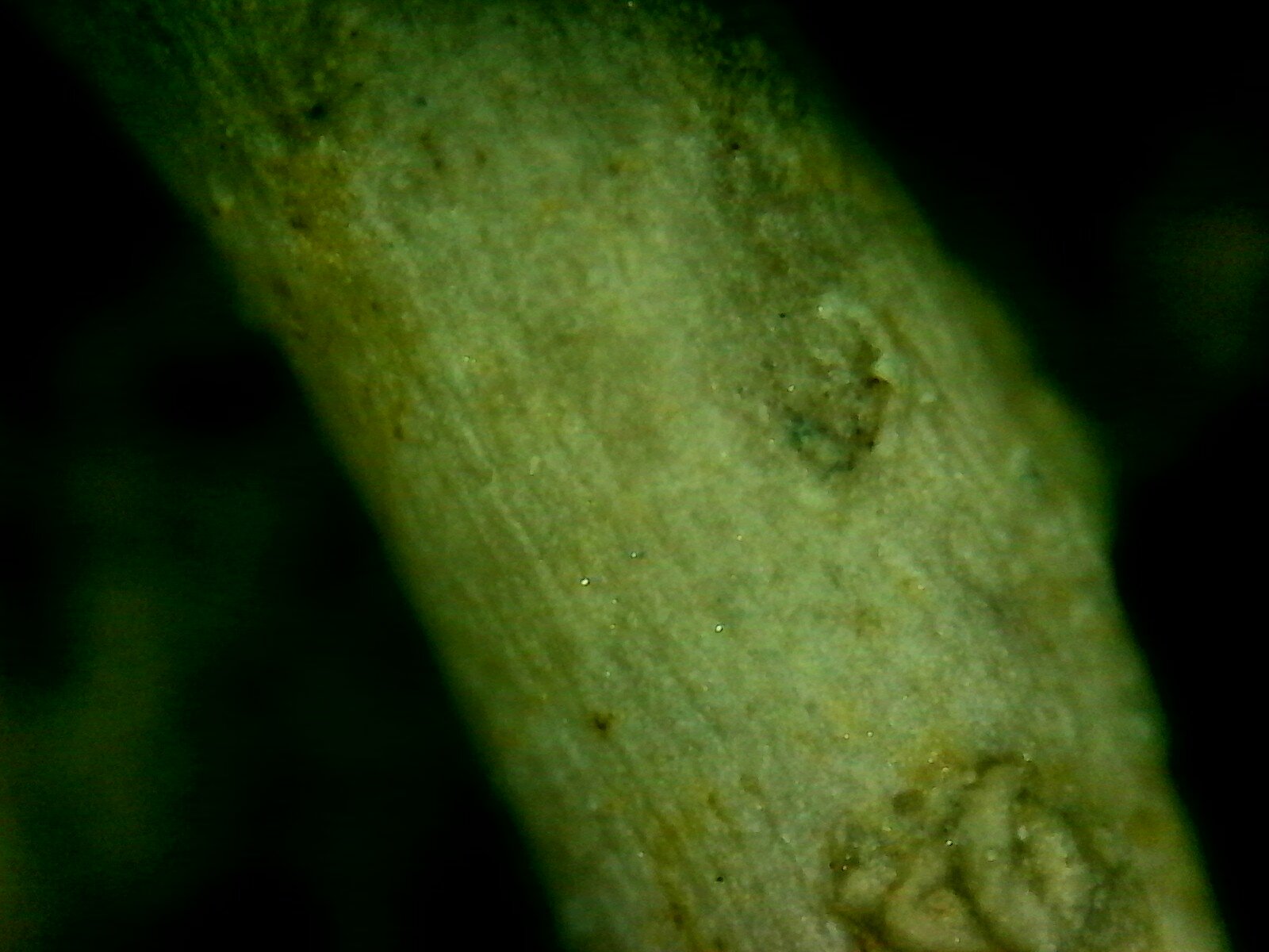 Bryzoan pop-sickle - Fossil ID - The Fossil Forum