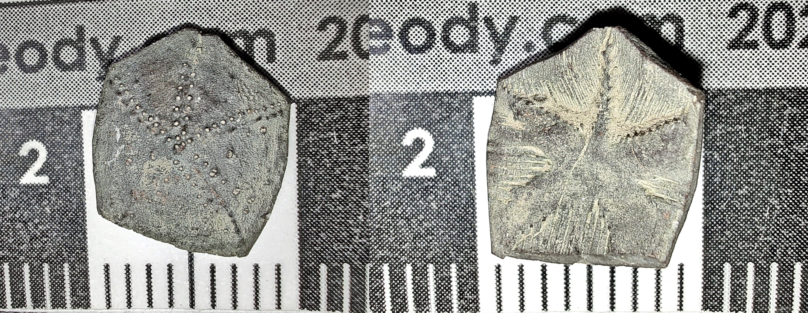New York Silurian excursion. - Fossil Hunting Trips - The Fossil Forum