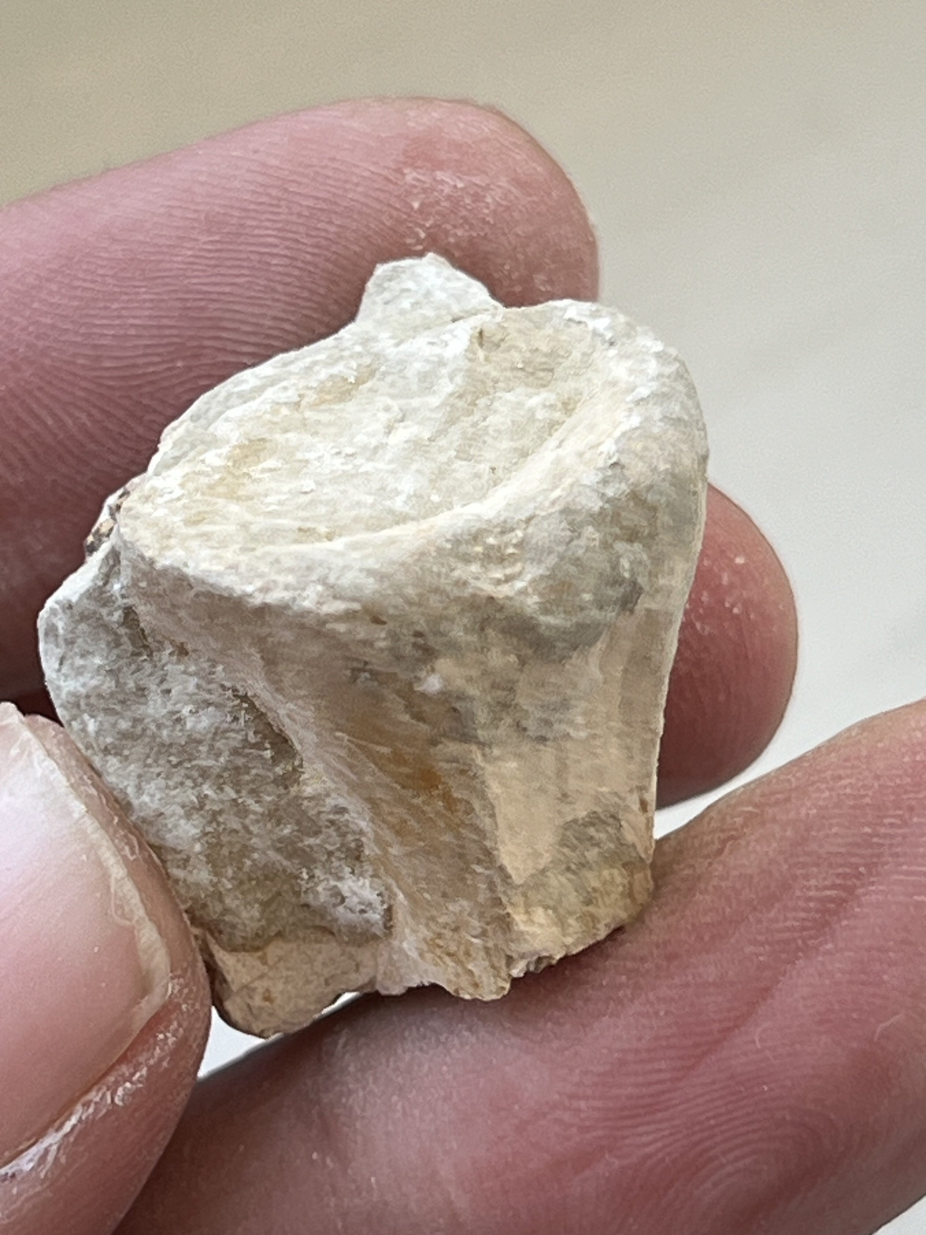 Bone Fragment Eastbourne? - Fossil ID - The Fossil Forum