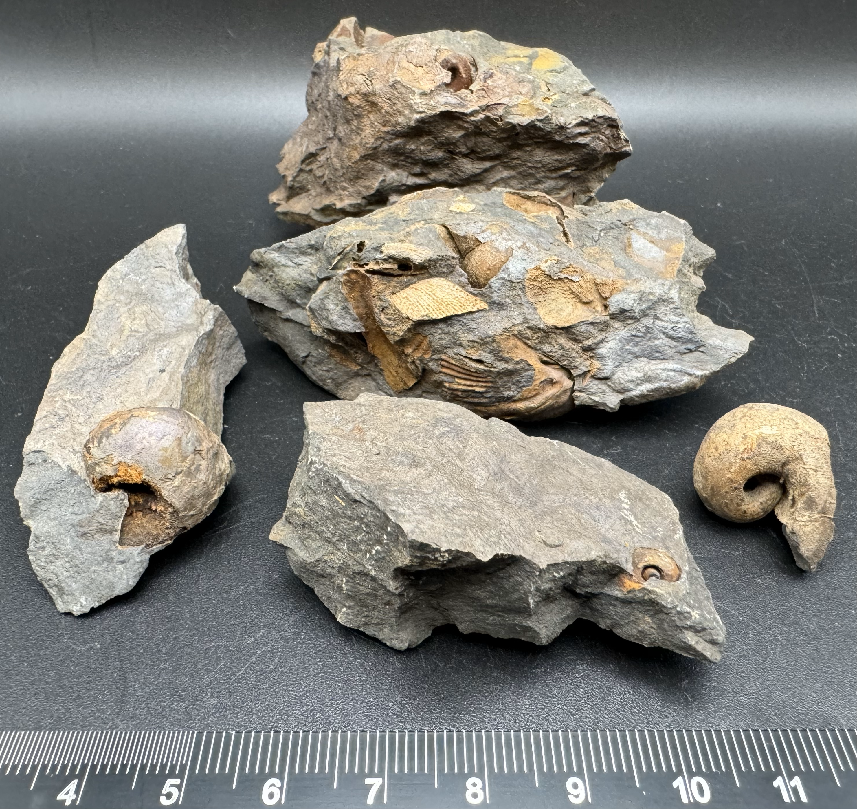 Trip to Deer Lake - Orwigsberg, PA - Mahantango Formation (Middle ...