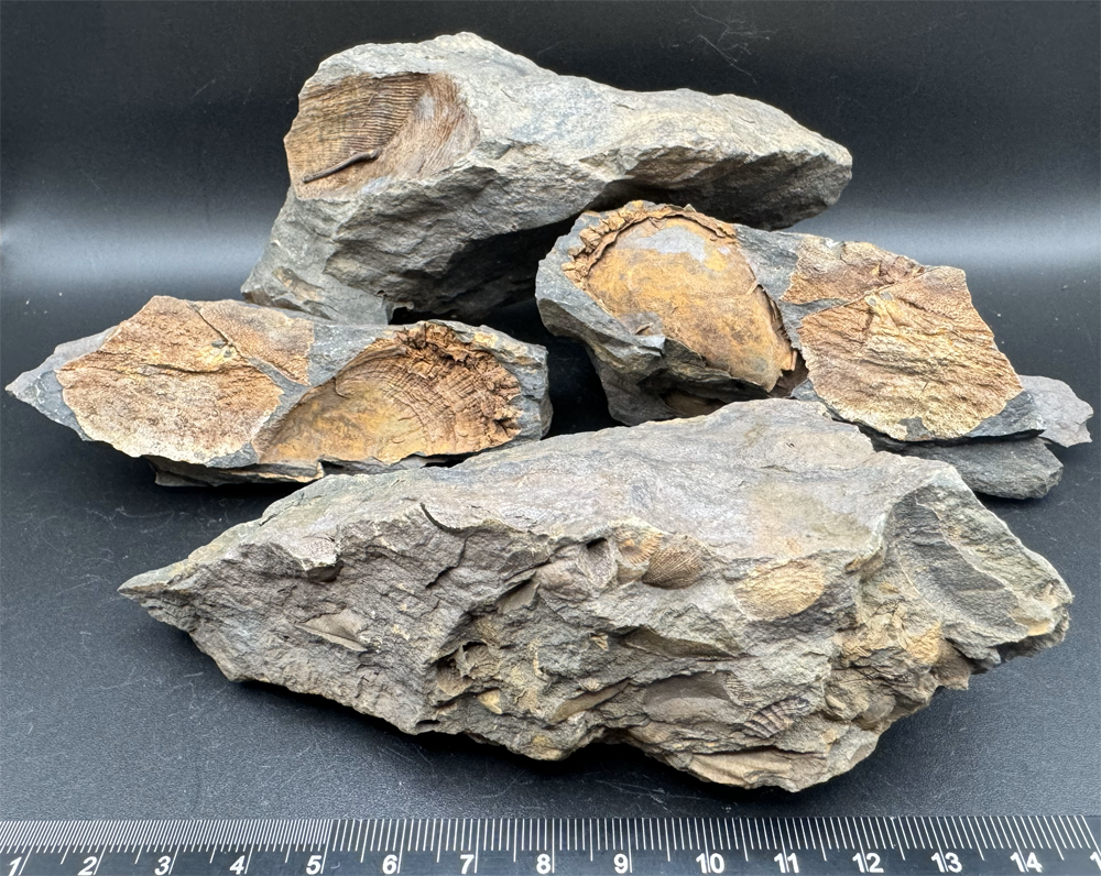 Trip to Deer Lake - Orwigsberg, PA - Mahantango Formation (Middle ...