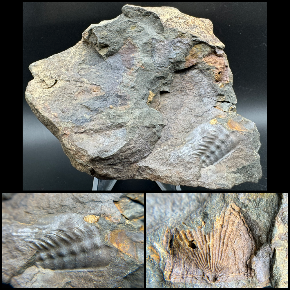Trip to Deer Lake - Orwigsberg, PA - Mahantango Formation (Middle ...