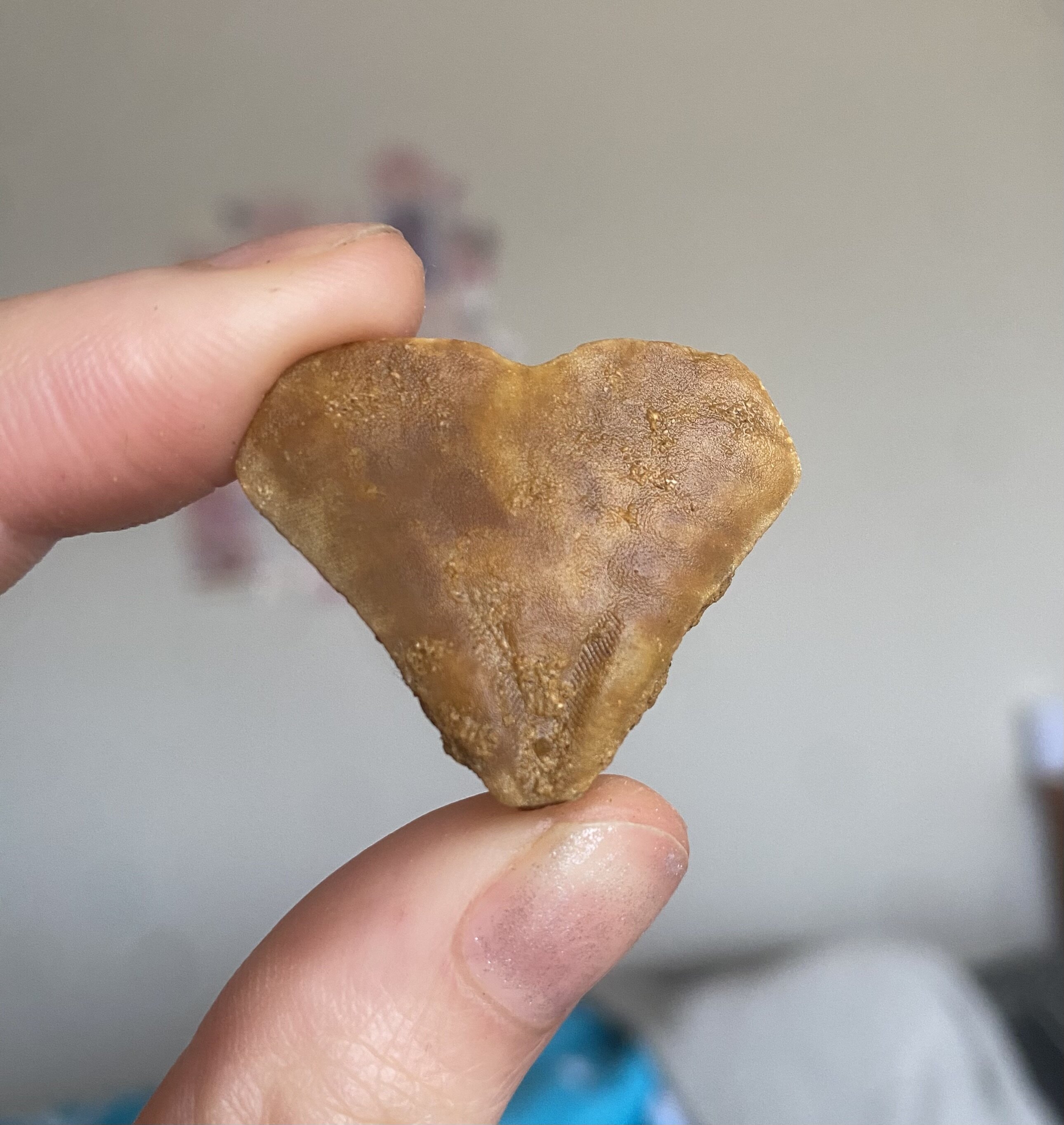Please help ID - Fossil ID - The Fossil Forum