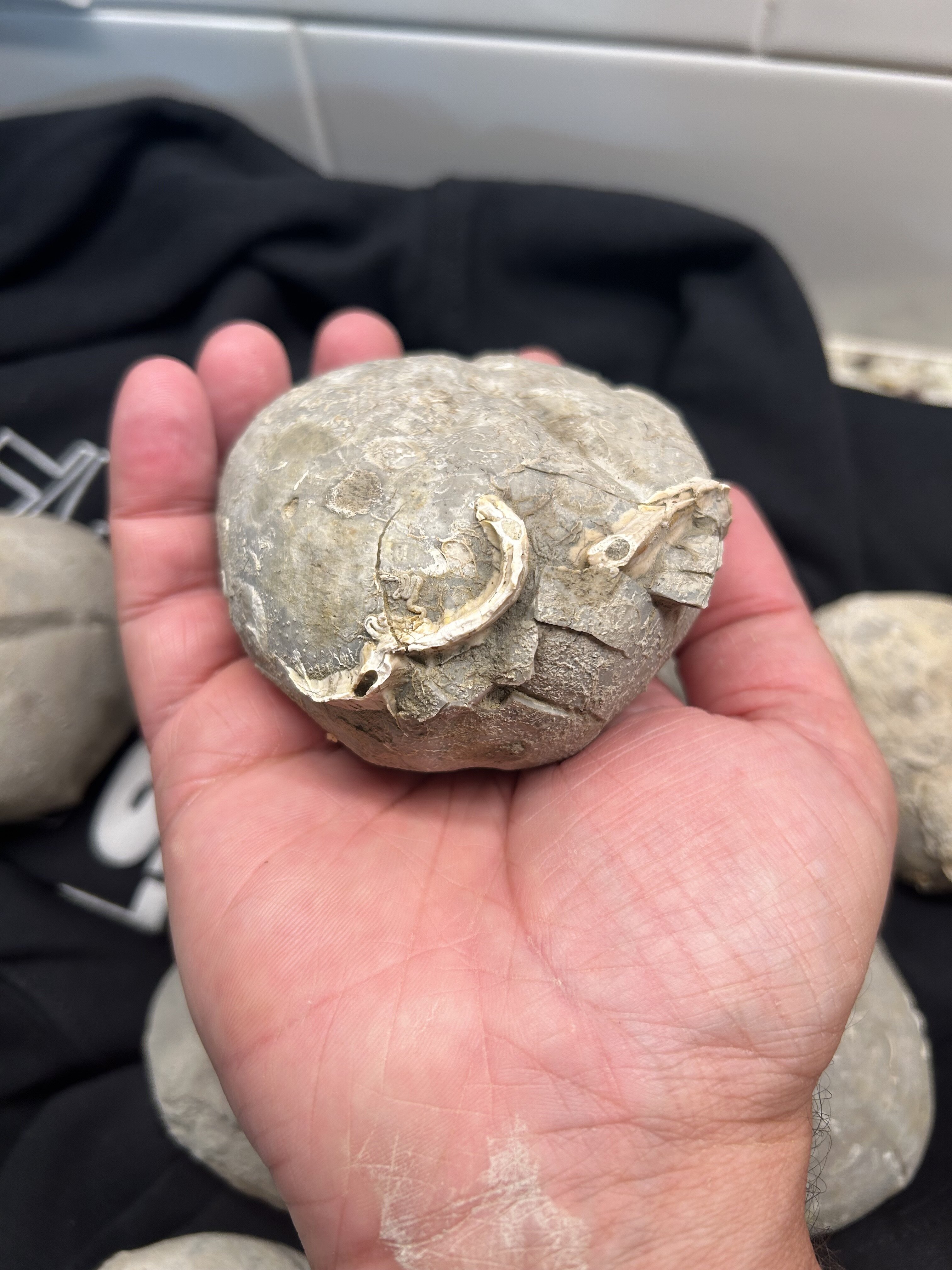 Macraster echinoid grab from unexplored creek section - Fossil Hunting ...