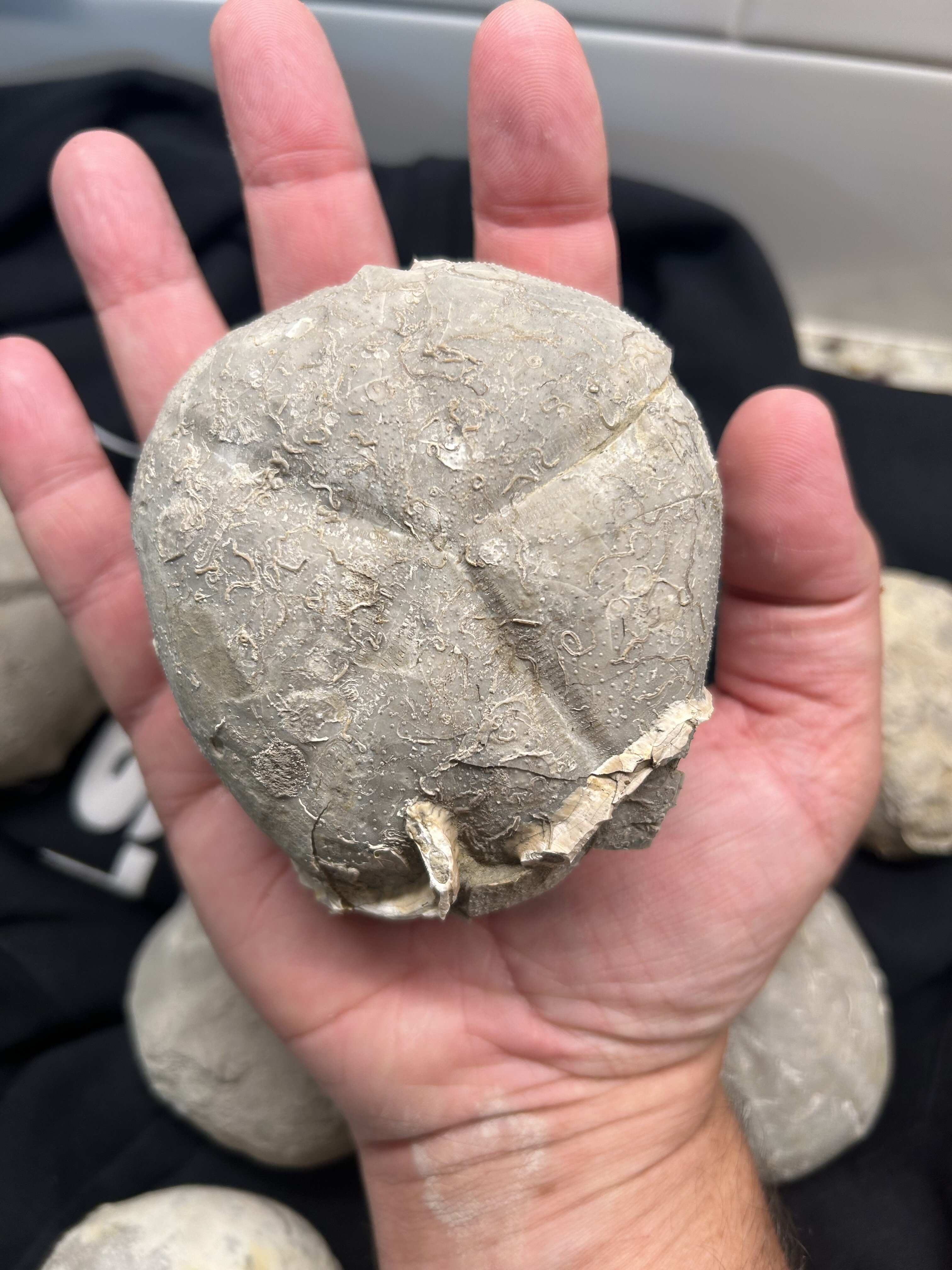 Macraster echinoid grab from unexplored creek section - Fossil Hunting ...