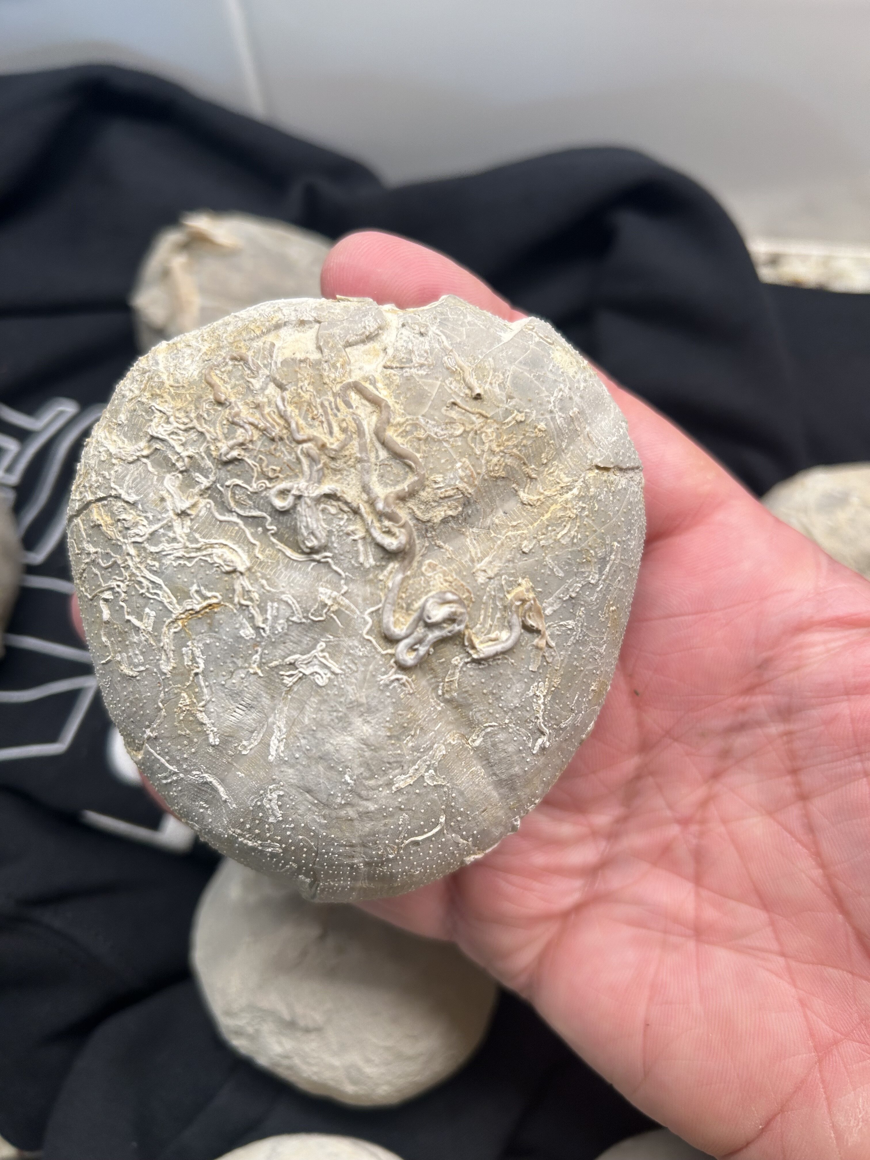 Macraster echinoid grab from unexplored creek section - Fossil Hunting ...