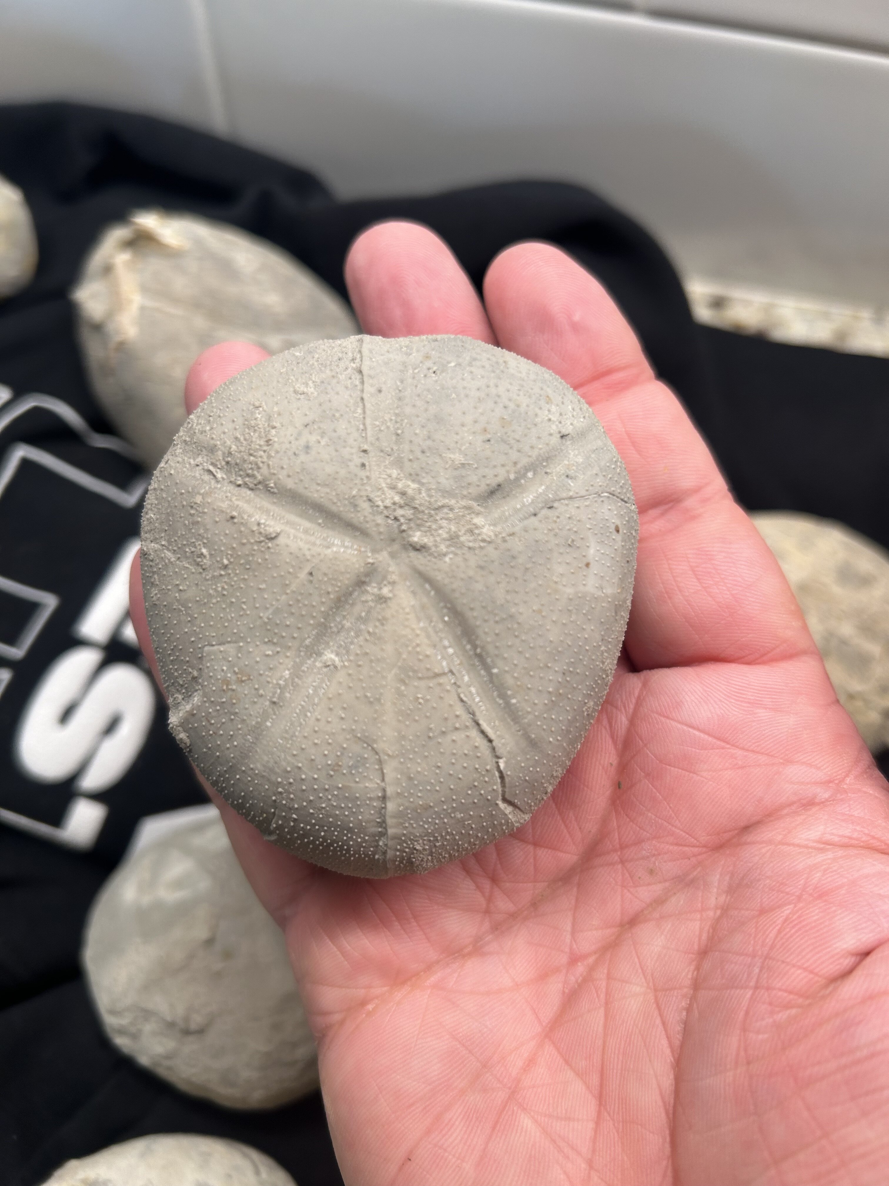 Macraster echinoid grab from unexplored creek section - Fossil Hunting ...