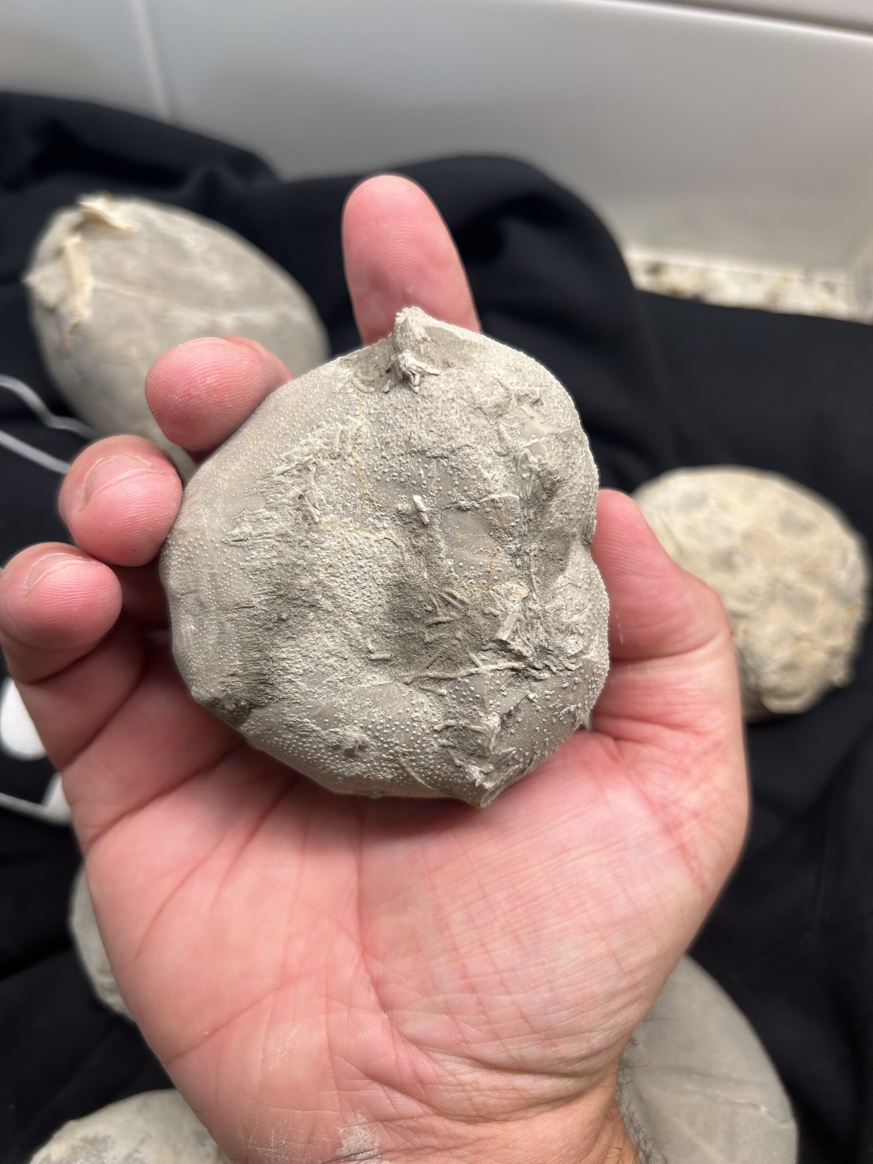 Macraster echinoid grab from unexplored creek section - Fossil Hunting ...