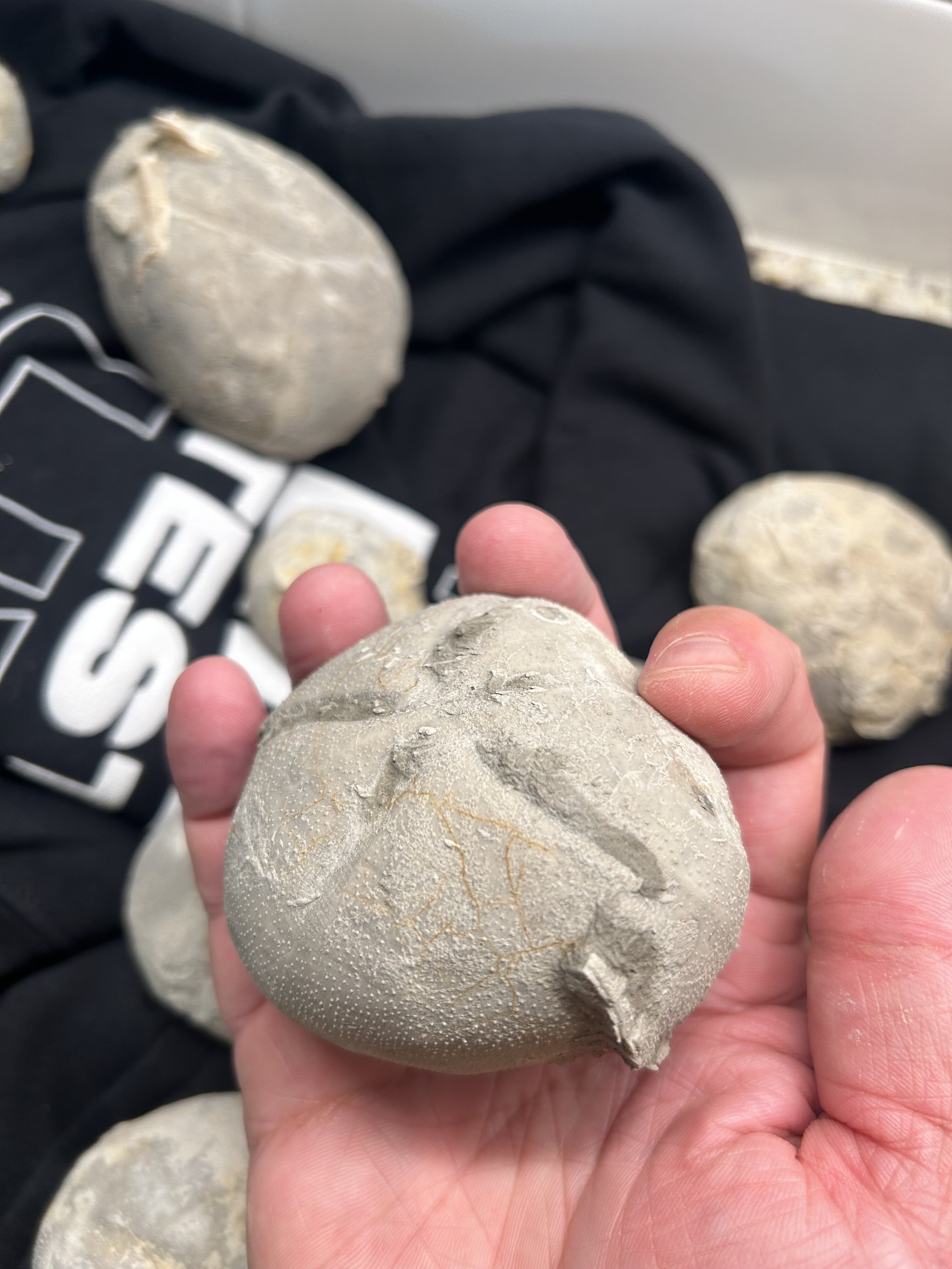 Macraster echinoid grab from unexplored creek section - Fossil Hunting ...