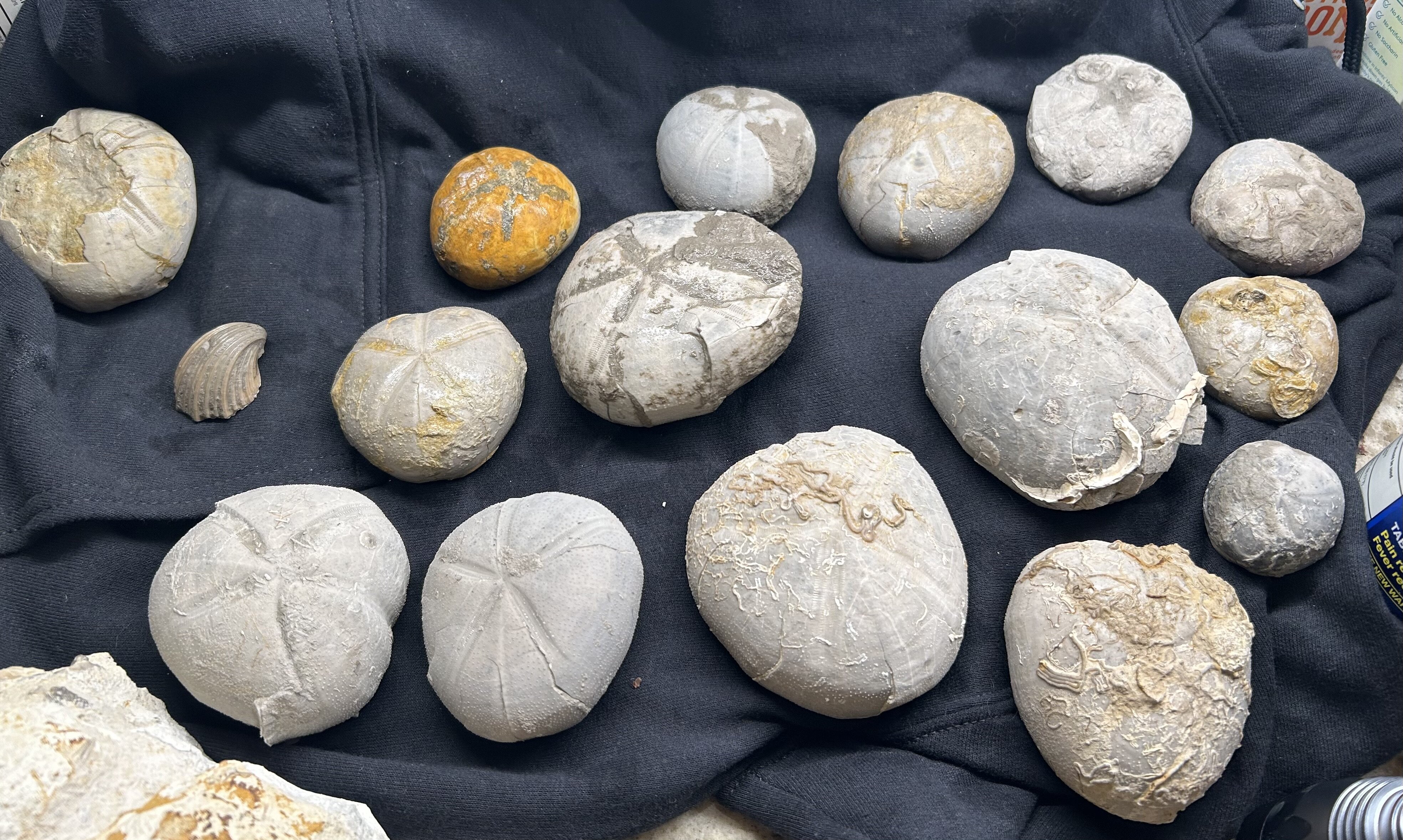Macraster echinoid grab from unexplored creek section - Fossil Hunting ...