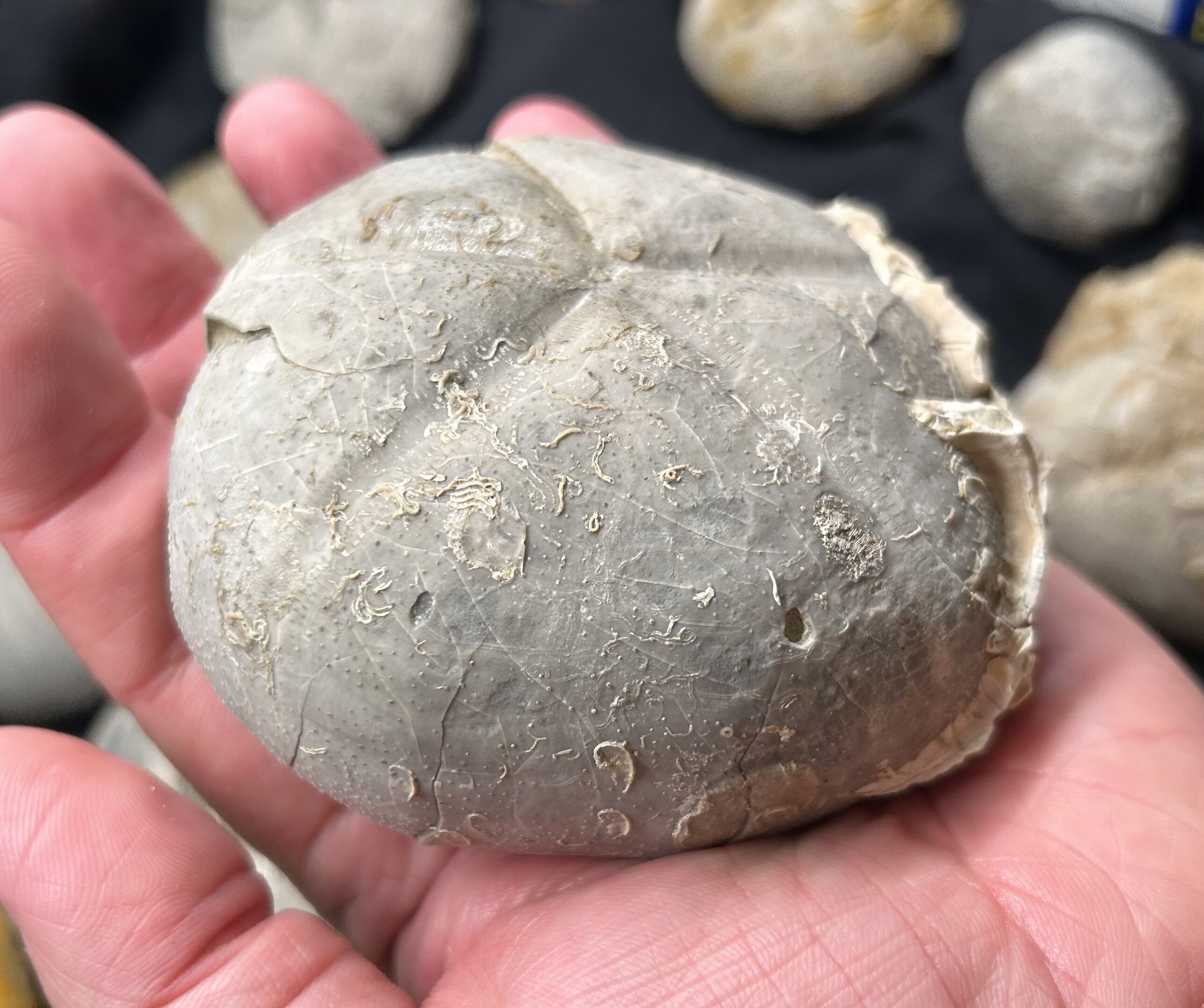 Macraster echinoid grab from unexplored creek section - Fossil Hunting ...