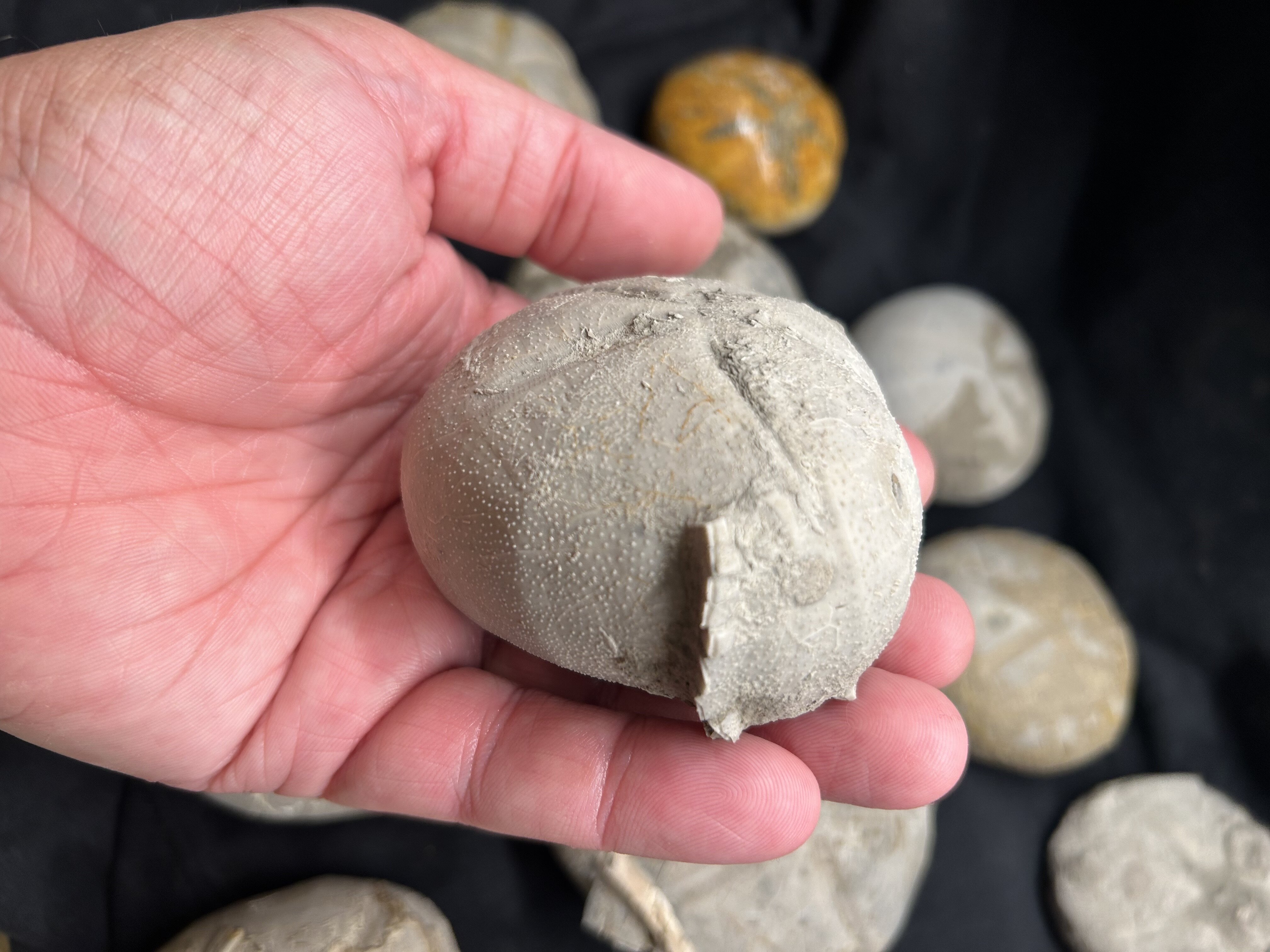 Macraster echinoid grab from unexplored creek section - Fossil Hunting ...