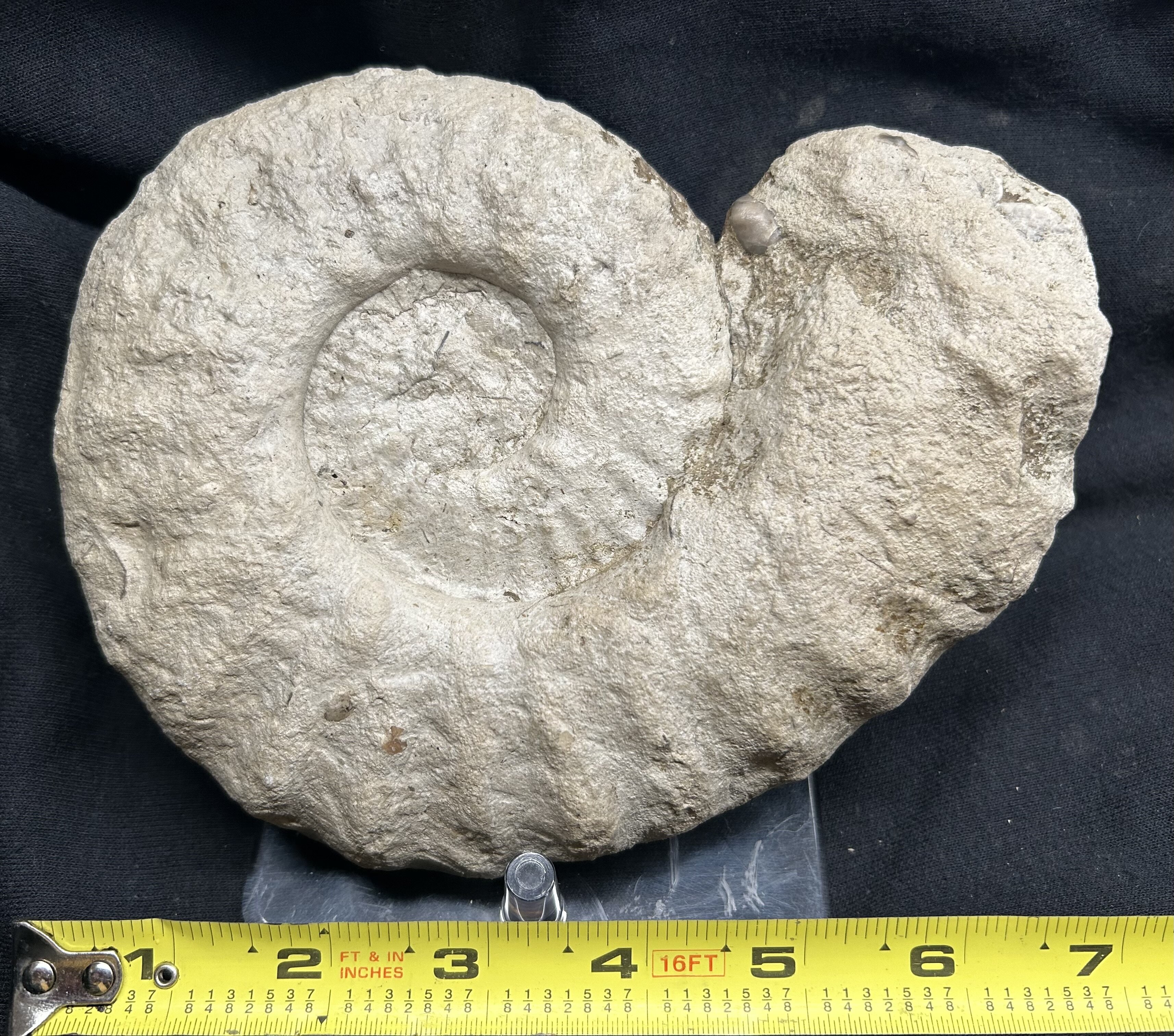 Macraster echinoid grab from unexplored creek section - Fossil Hunting ...