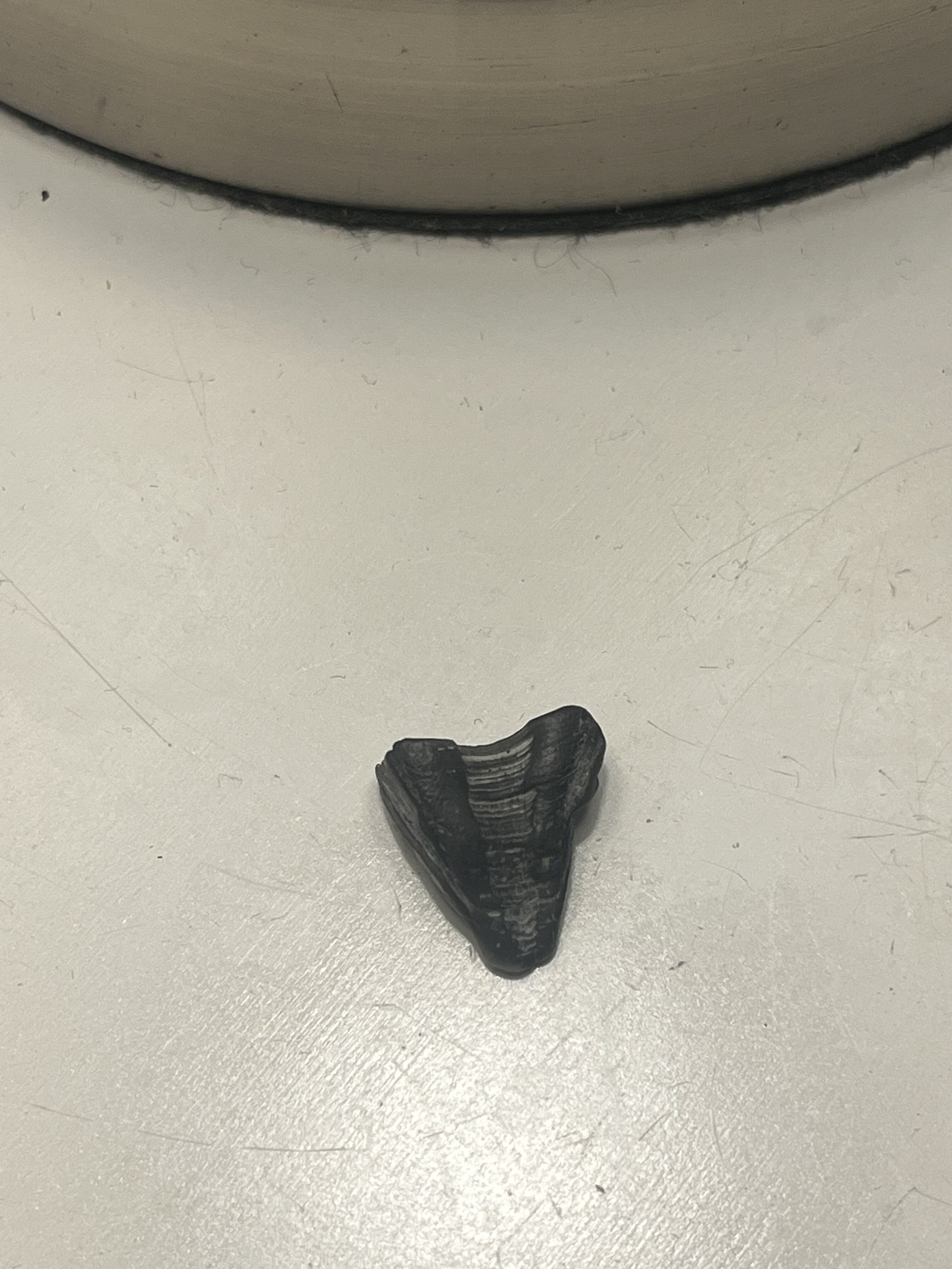 Shark Tooth or Shell? - Fossil ID - The Fossil Forum