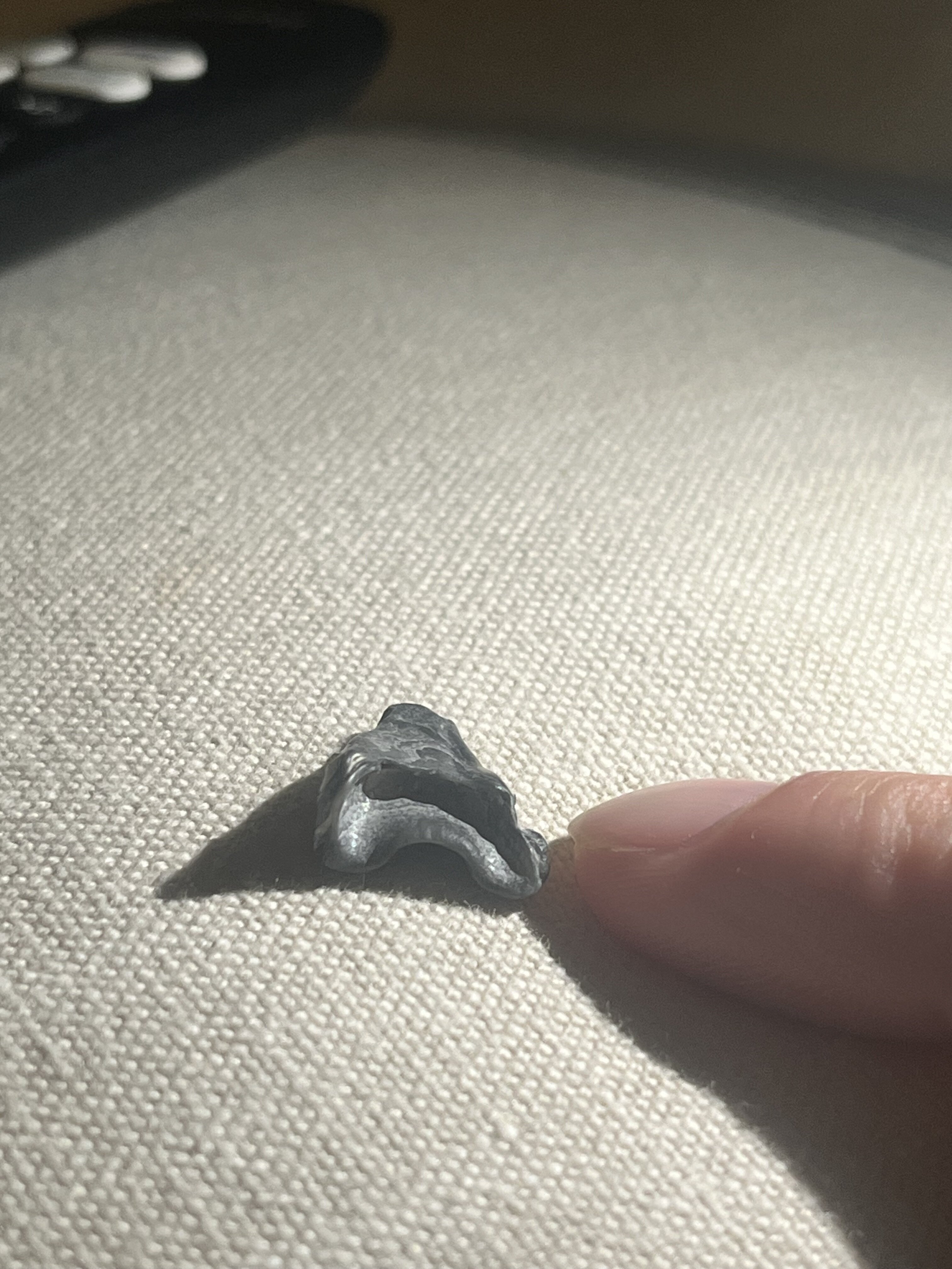 Shark Tooth or Shell? - Fossil ID - The Fossil Forum