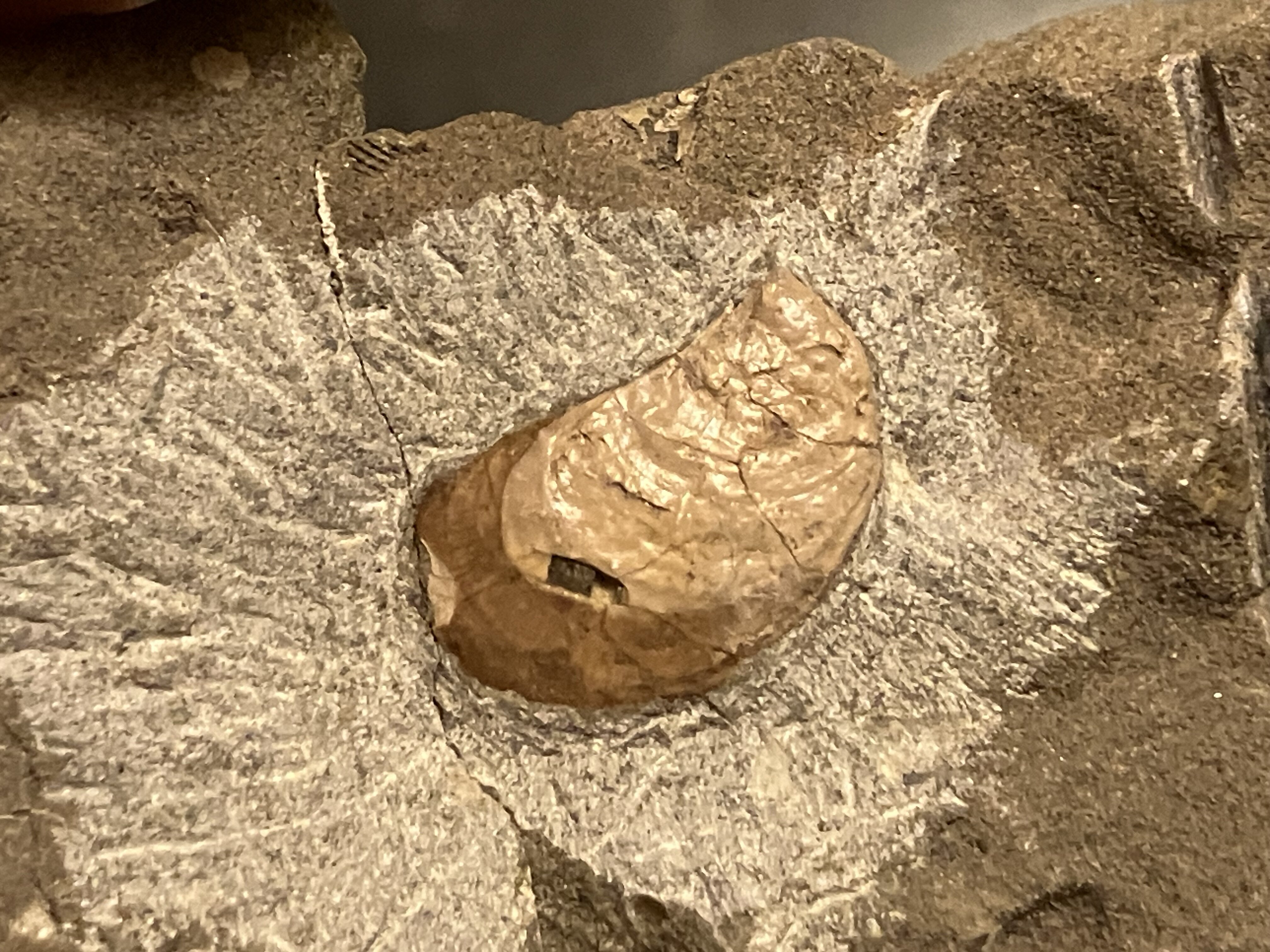Fossil from unknown Sandstone, near Casper, WY - Fossil ID - The Fossil ...
