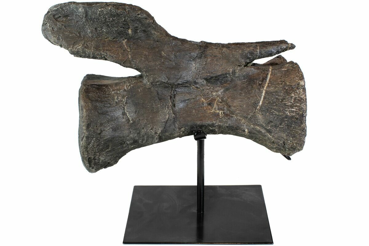 Does anyone know how to make a custom metal mount for this Theropod ...