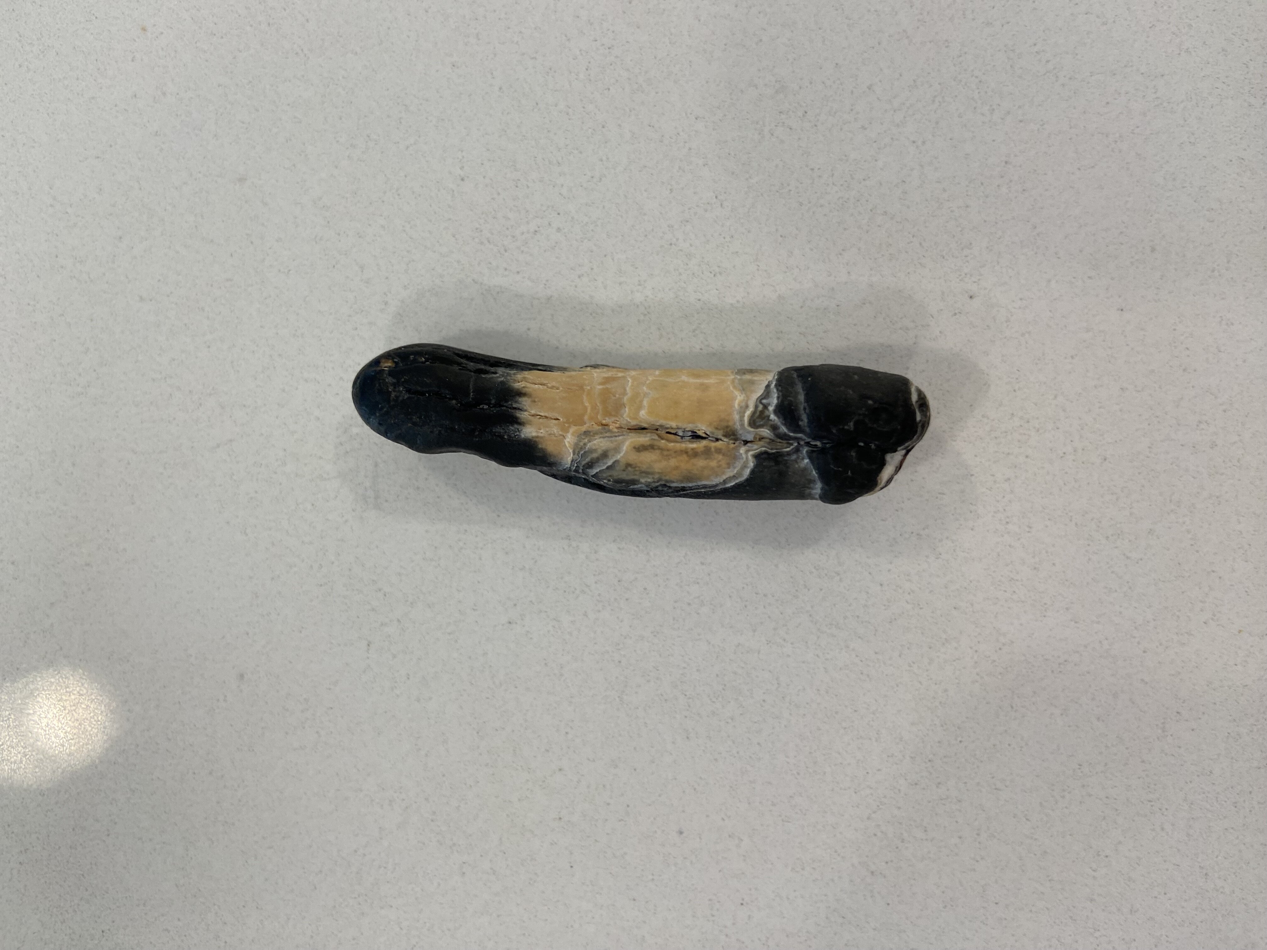 Finger fossil? - Fossil ID - The Fossil Forum