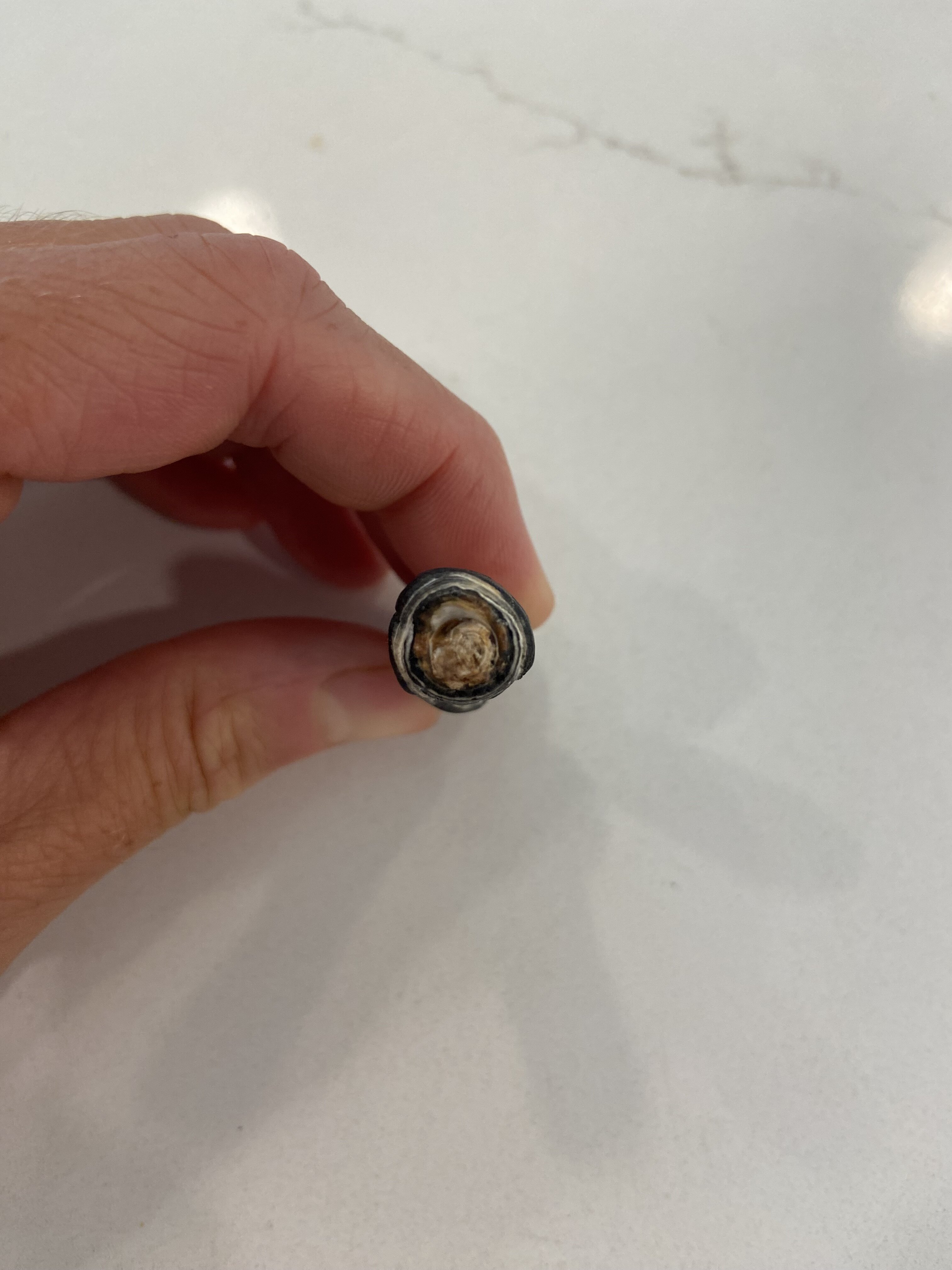 Finger fossil? - Fossil ID - The Fossil Forum