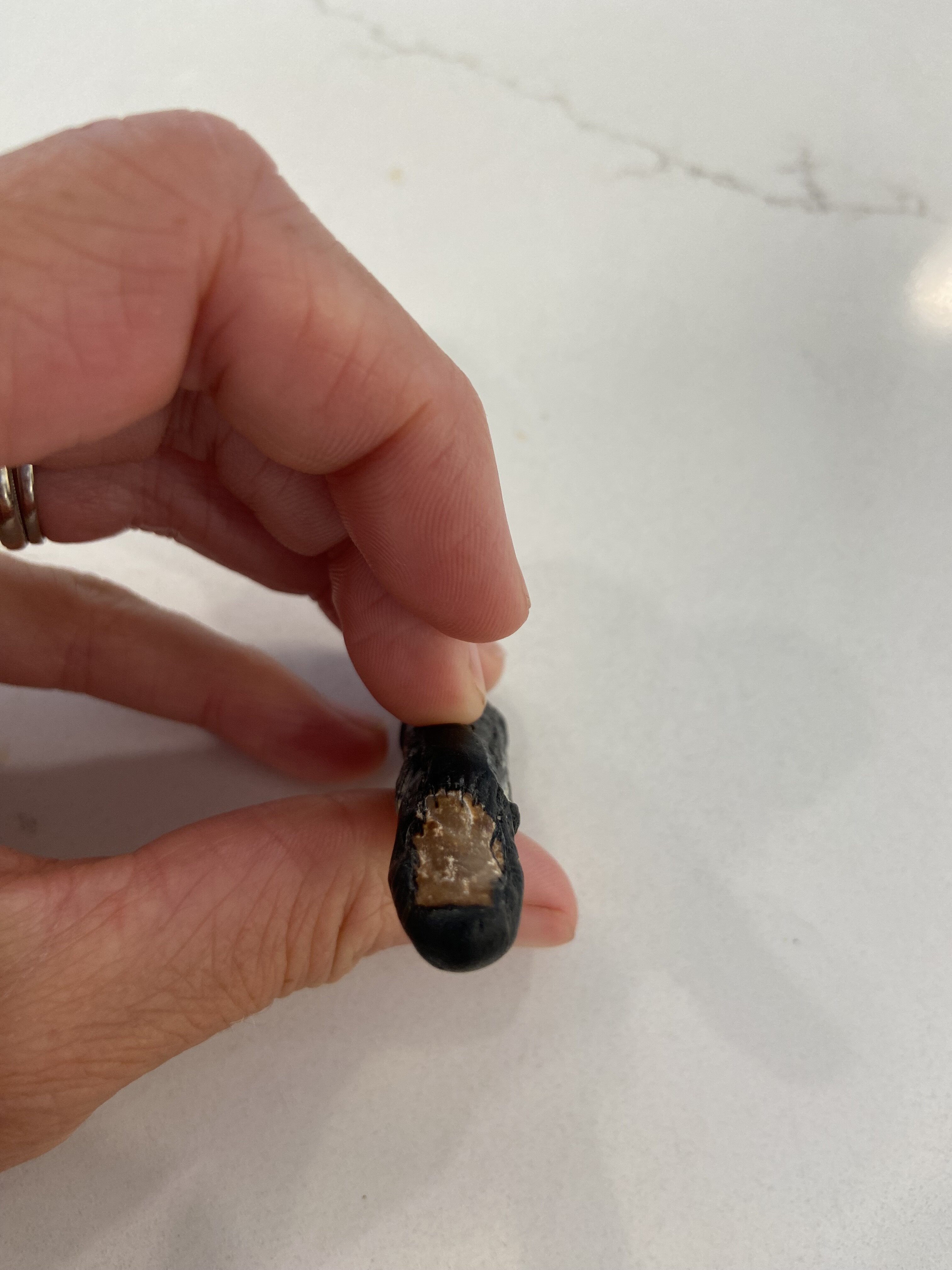 Finger fossil? - Fossil ID - The Fossil Forum