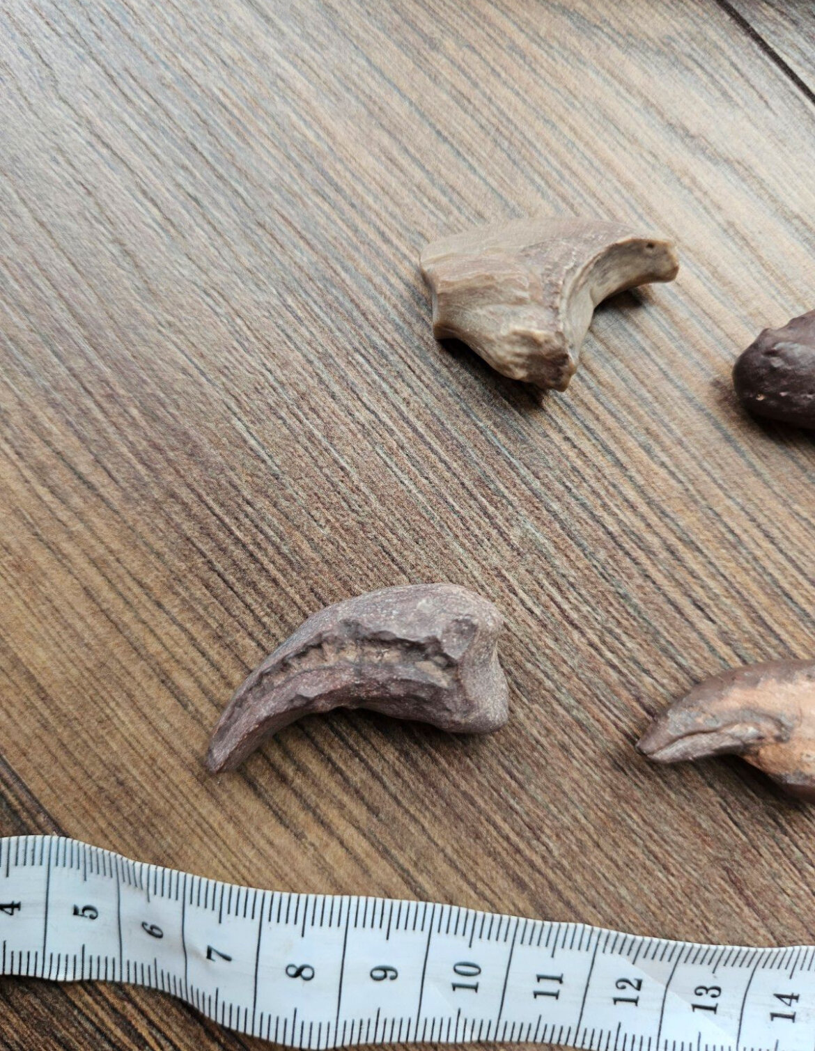 Dino Claws from Niger? - Fossil ID - The Fossil Forum
