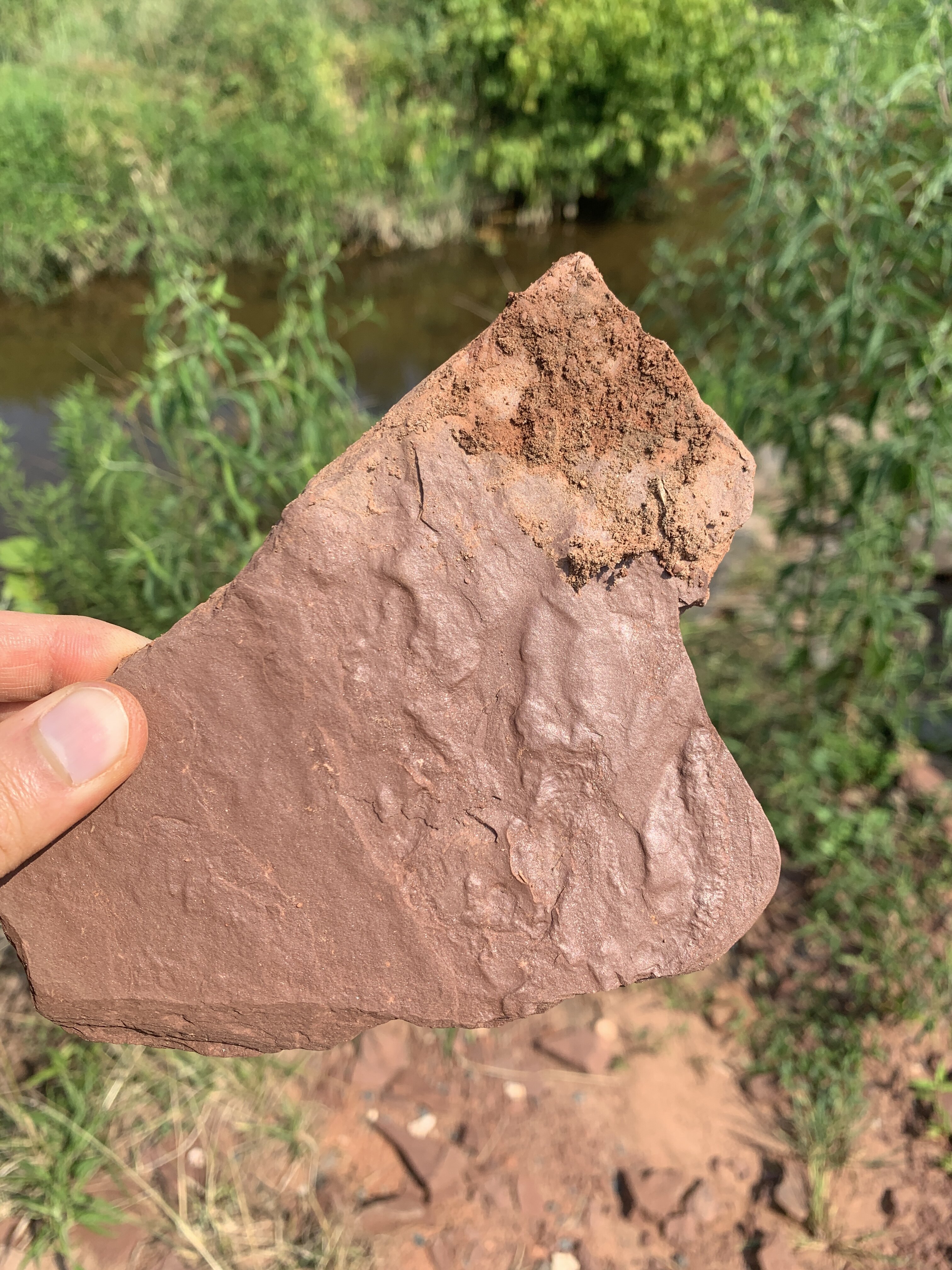 Northern Virginia Triassic Success At Long Last - Fossil Hunting Trips ...
