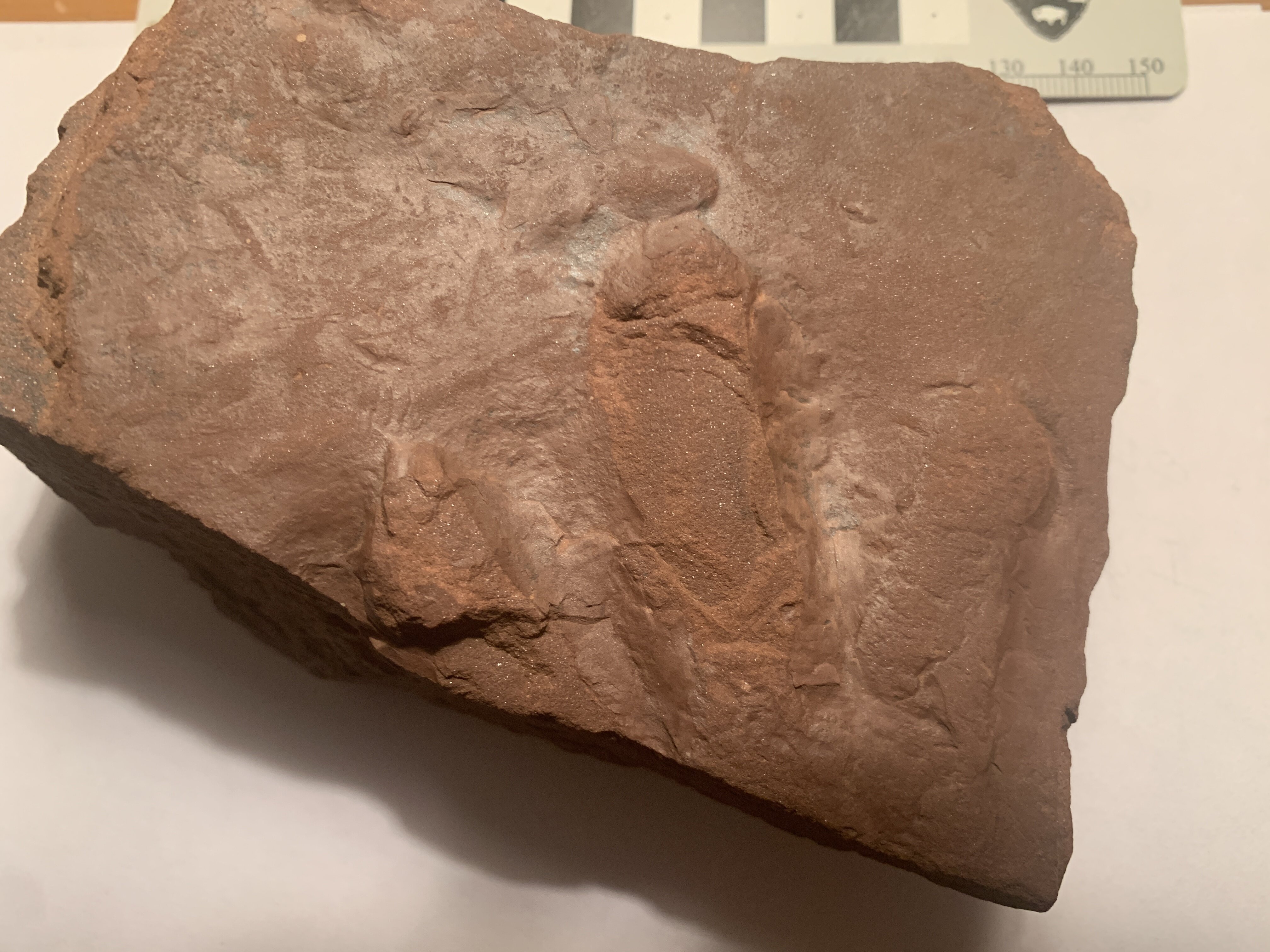 Northern Virginia Triassic Success At Long Last - Fossil Hunting Trips ...