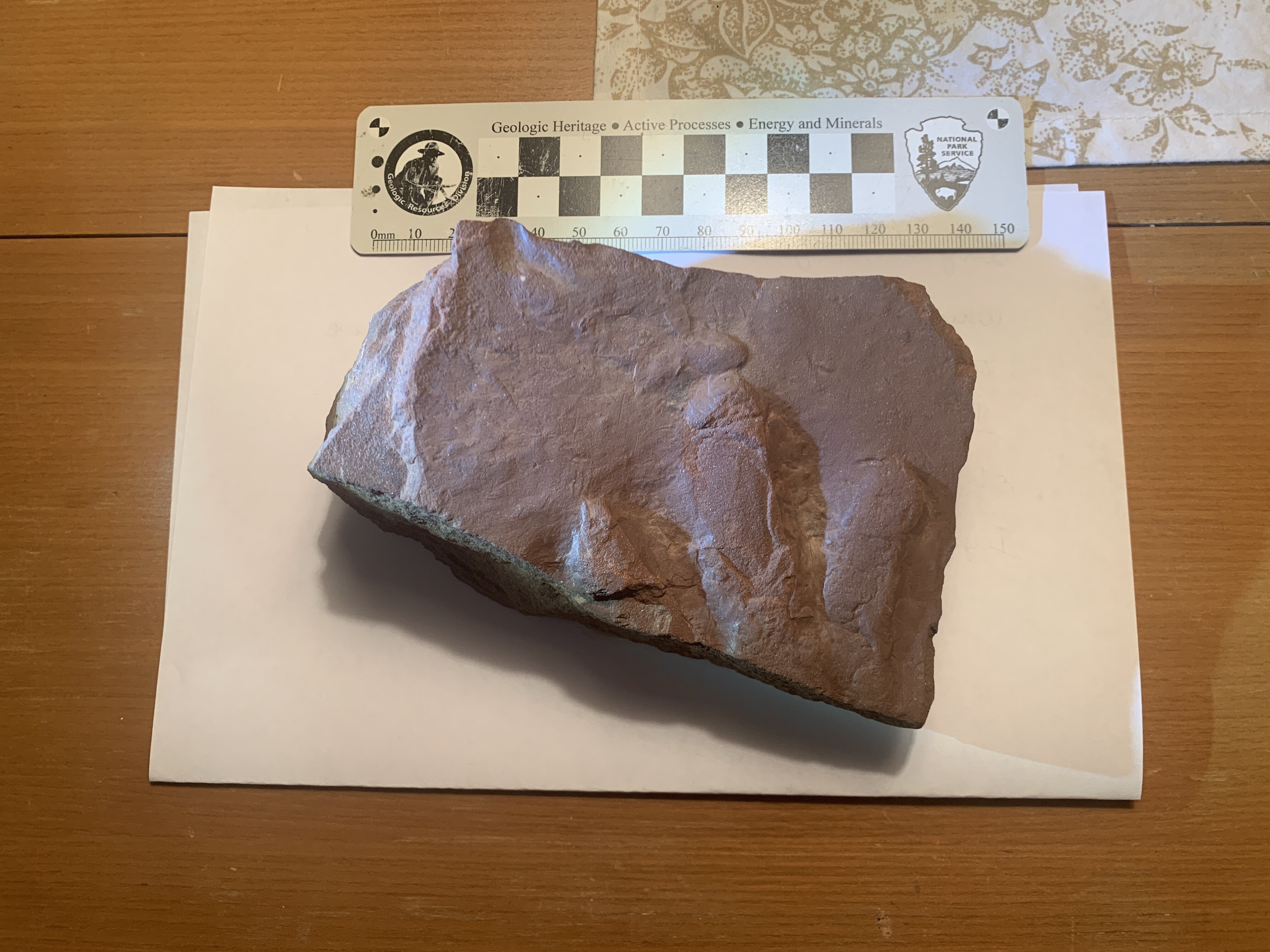 Northern Virginia Triassic Success At Long Last - Fossil Hunting Trips ...