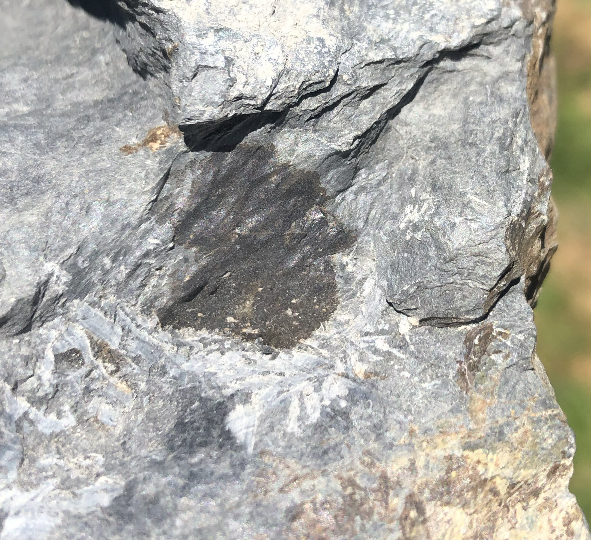 Carboniferous Cordaite leaf? - Fossil ID - The Fossil Forum