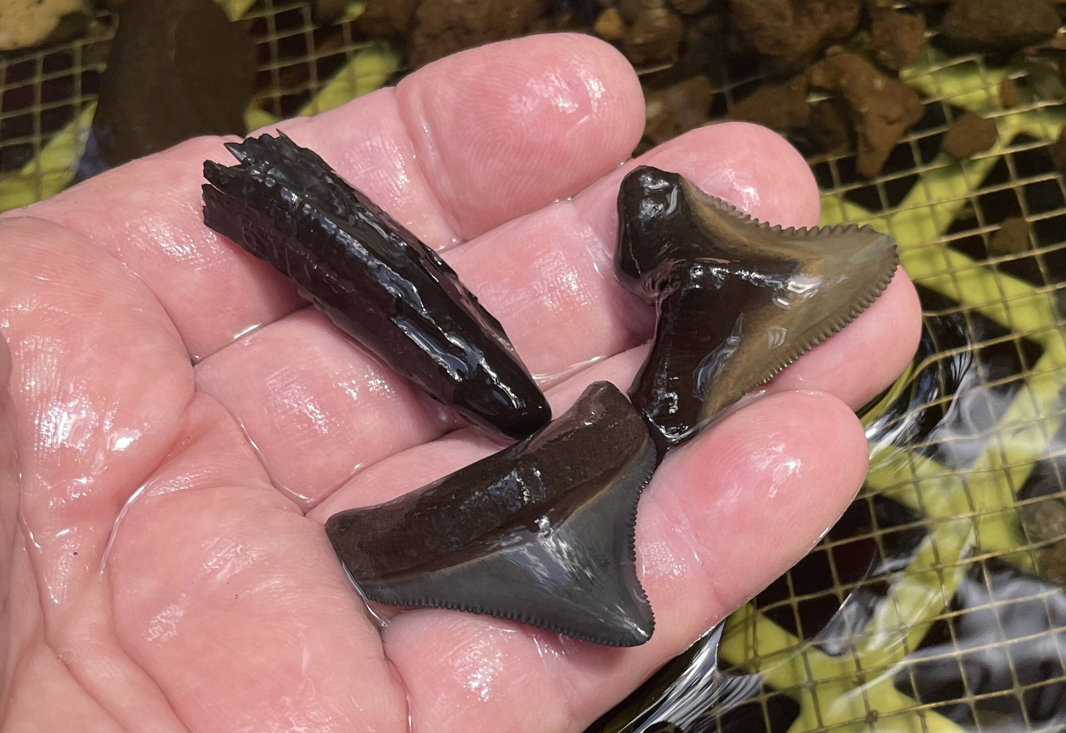 Hunting a Miocene Creek - Fossil Hunting Trips - The Fossil Forum