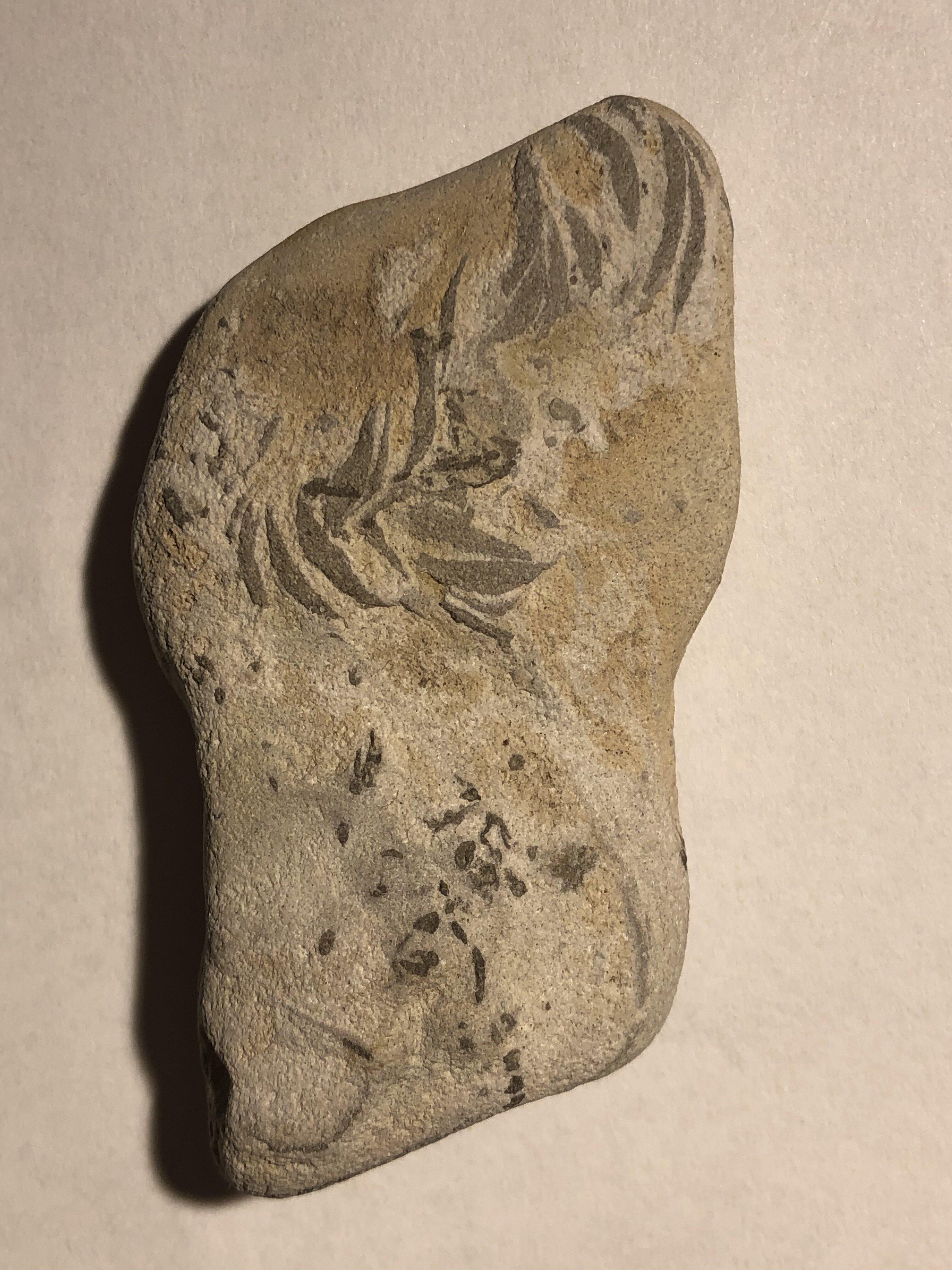 Unknown fossil collected at Short Sand Beach on Oregon Coast - Fossil ...