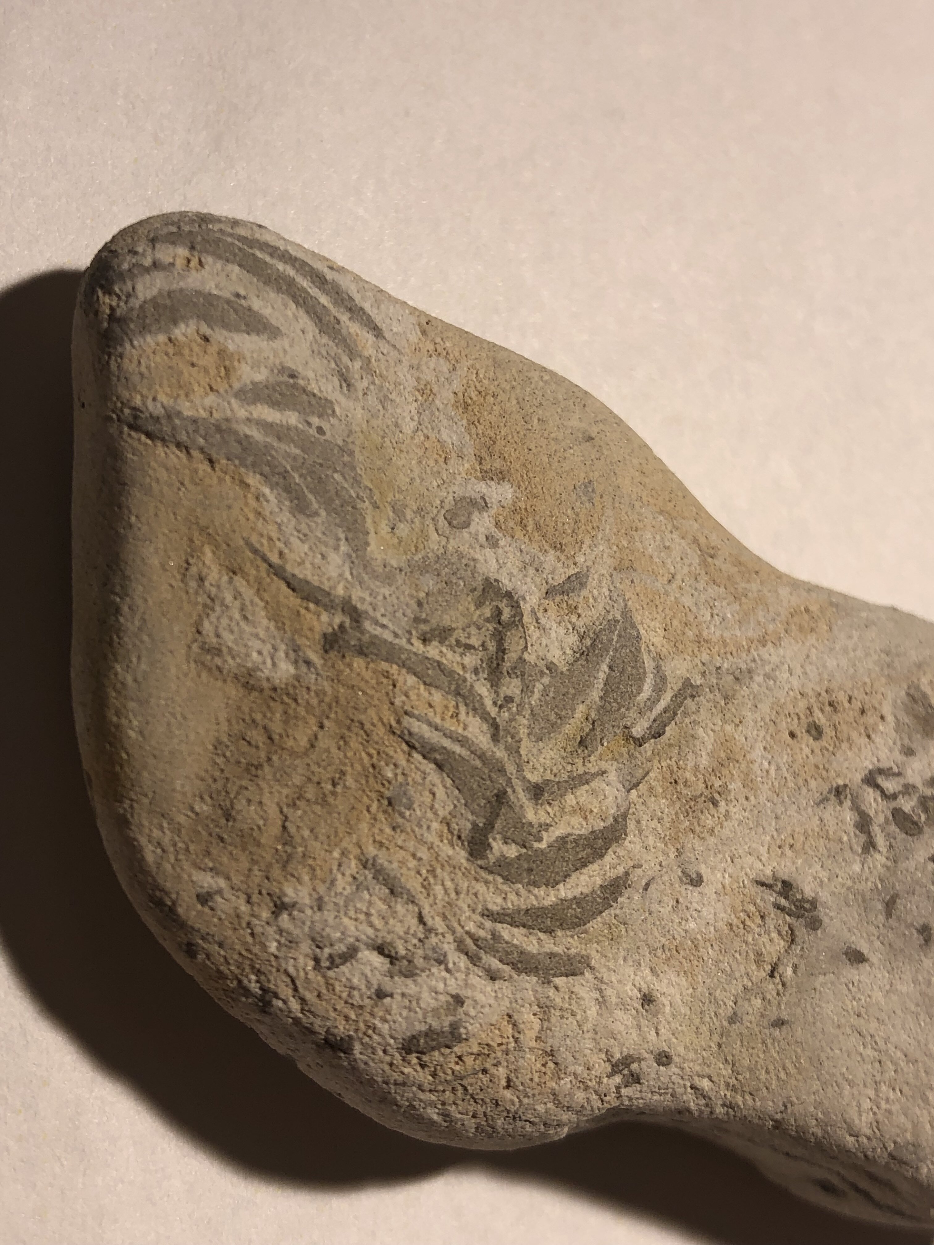 Unknown fossil collected at Short Sand Beach on Oregon Coast - Fossil ...