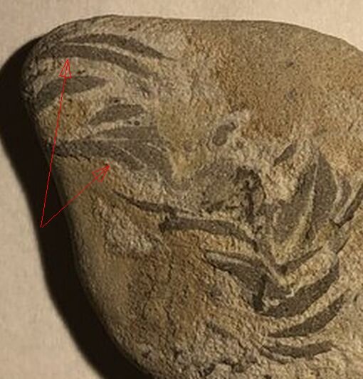 Unknown fossil collected at Short Sand Beach on Oregon Coast - Fossil ...