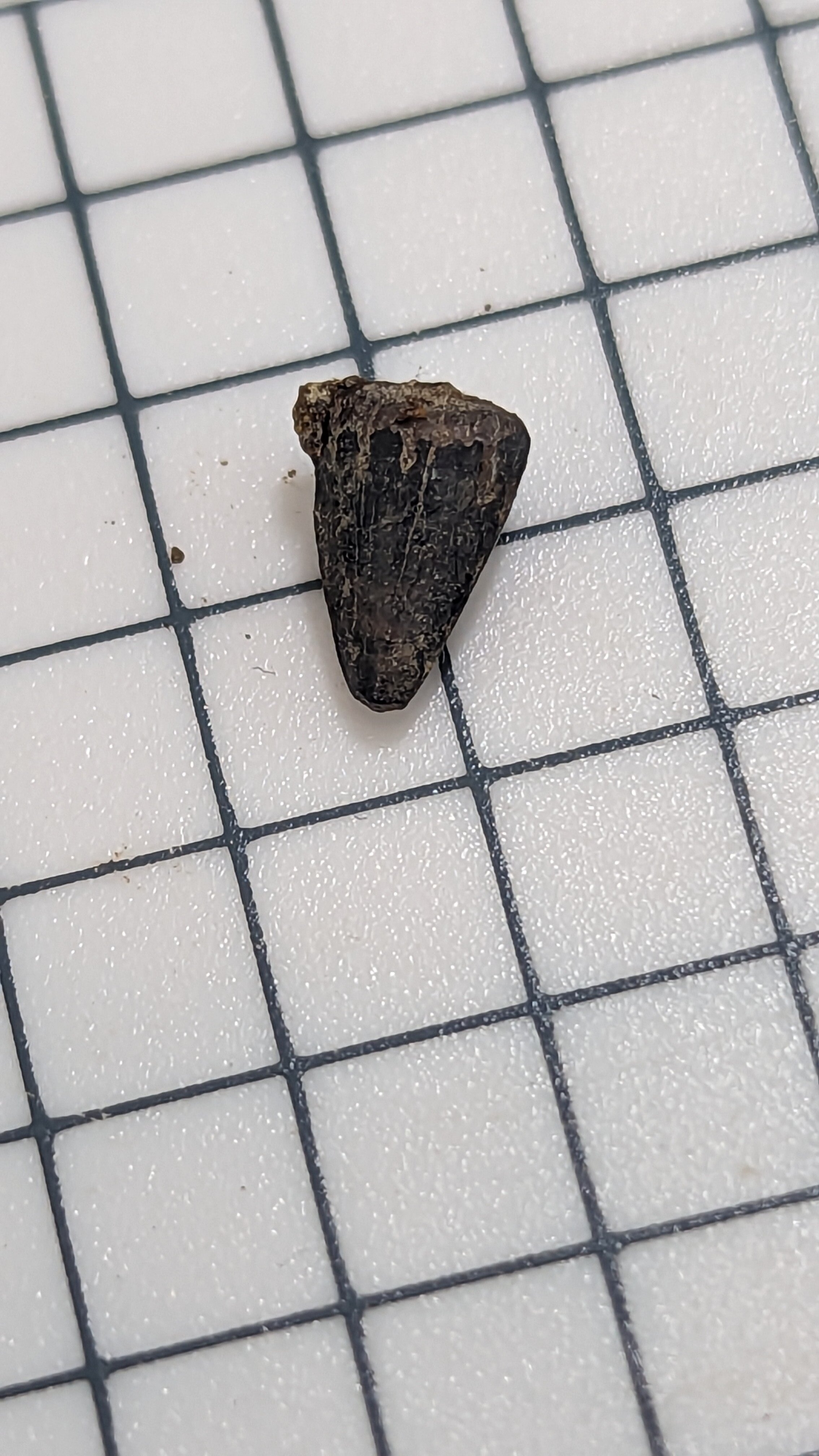 Small Judith River Formation Teeth? - Fossil ID - The Fossil Forum