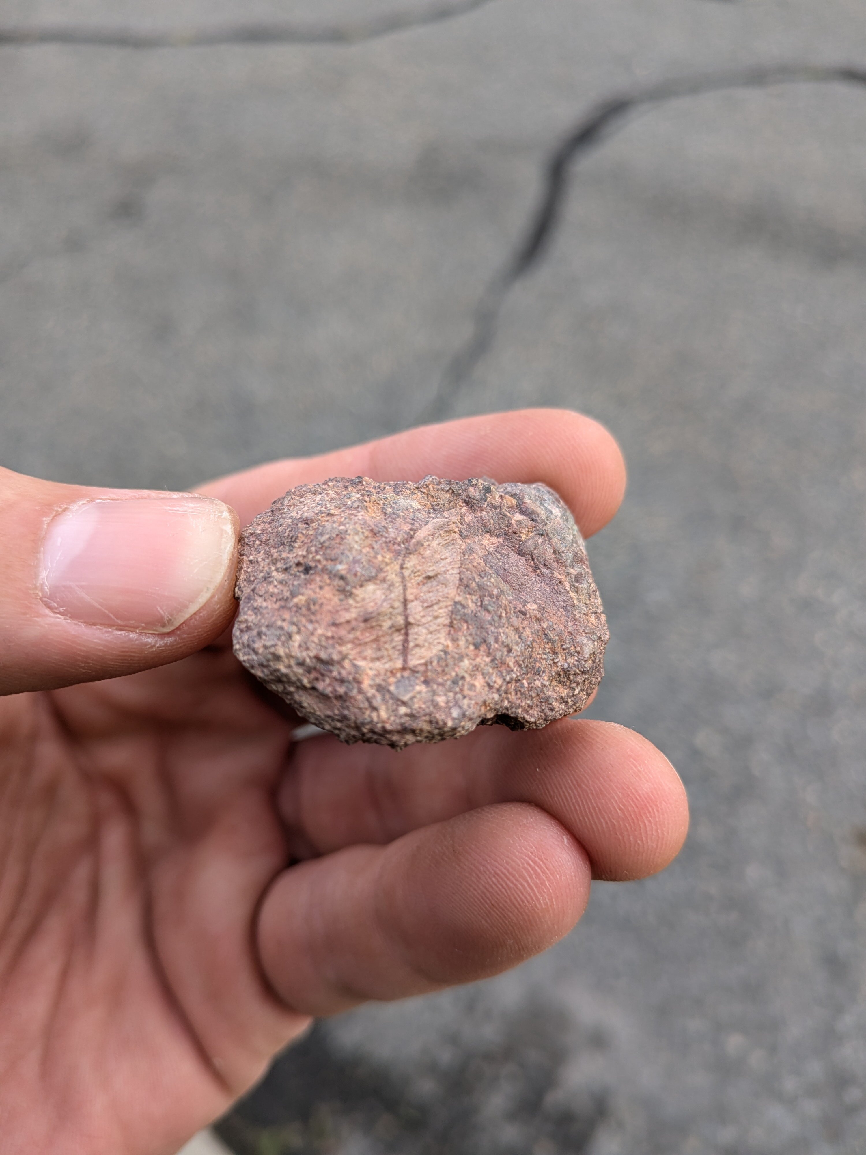 Found in a crumbling red mudstone formation in northern RI. Need help ...